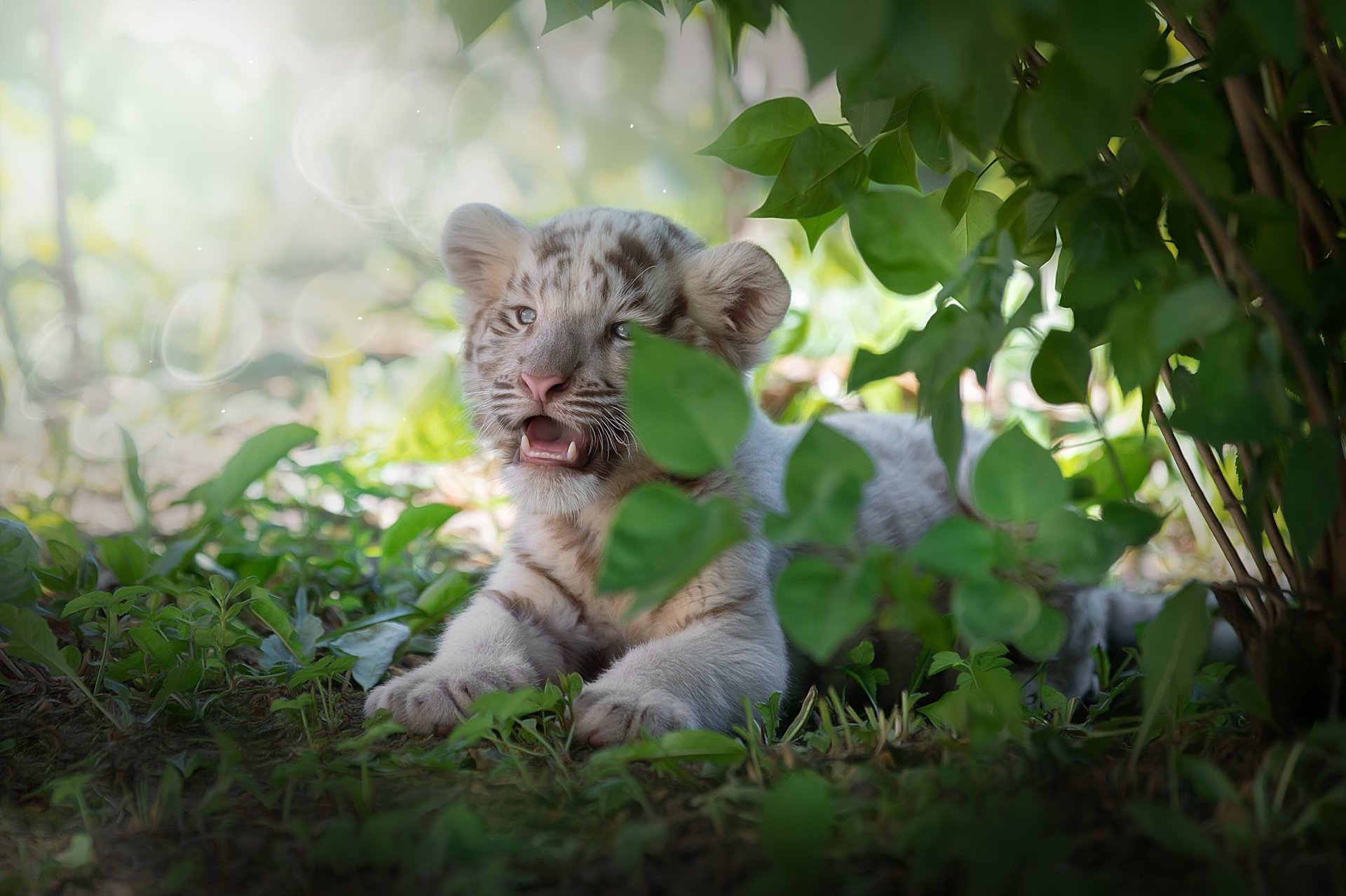 Download Baby Animal Cub Animal White Tiger HD Wallpaper by Svetlana ...
