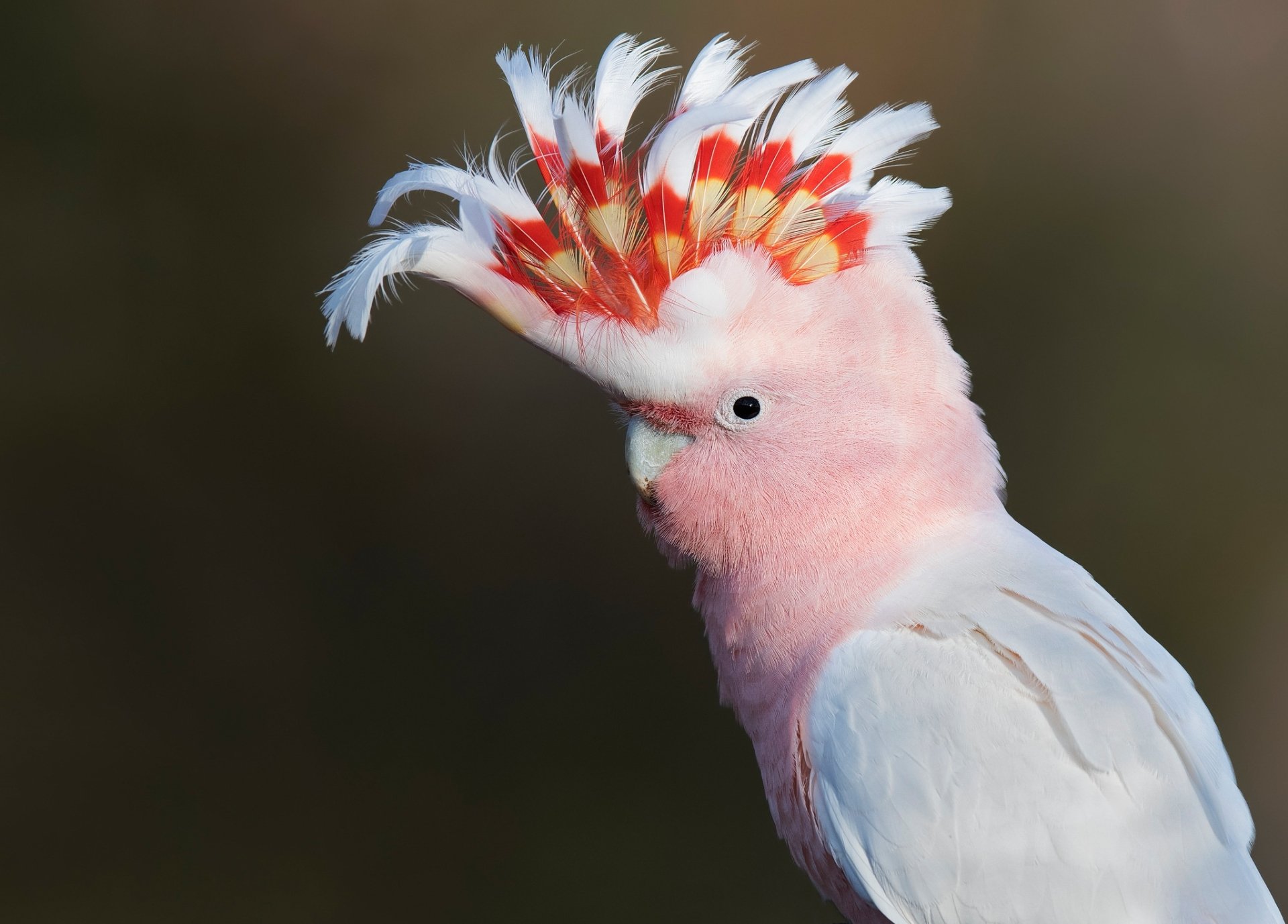 Download Cockatoo Animal Major Mitchell's Cockatoo HD Wallpaper