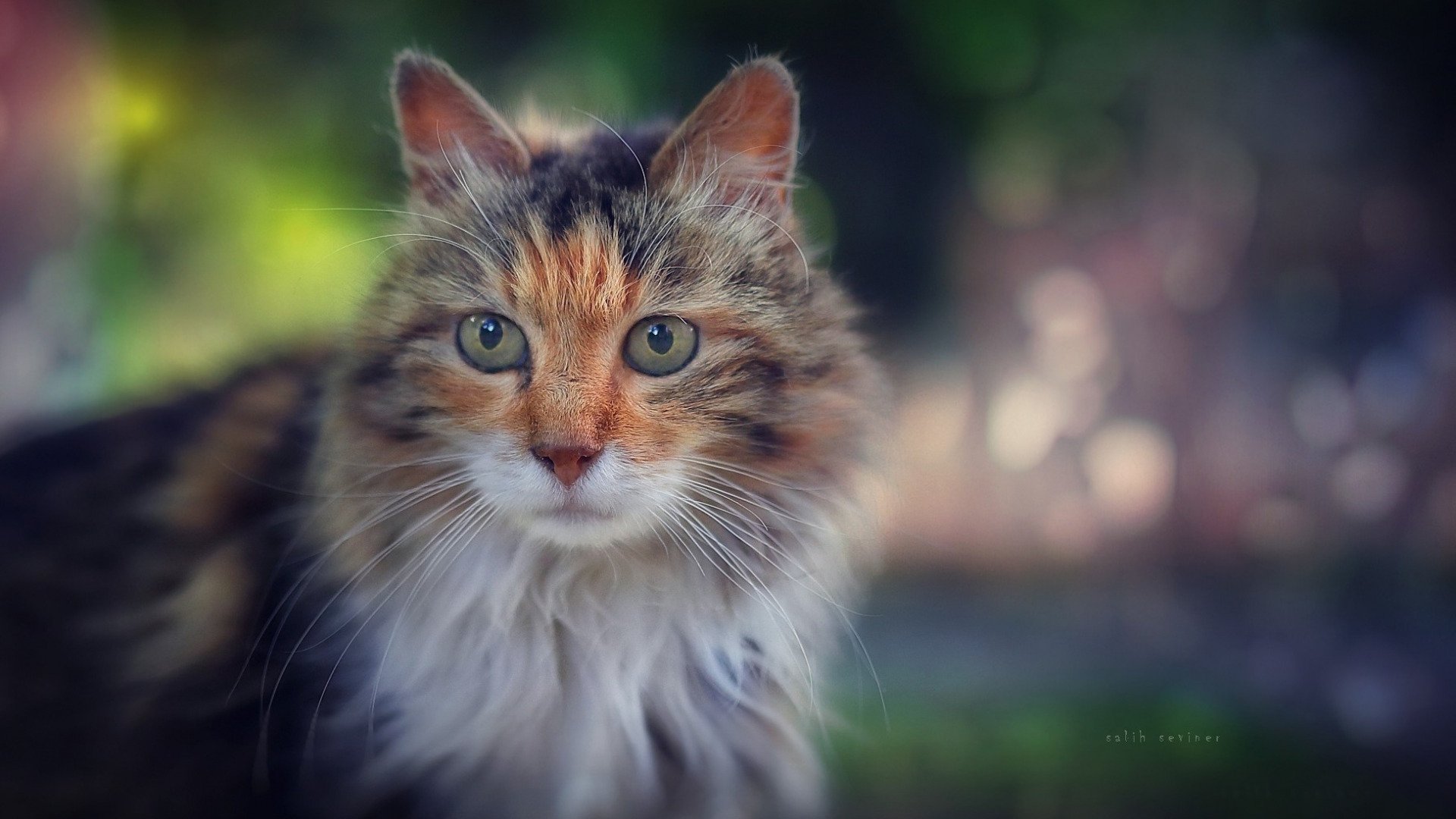 Download Animal Cat HD Wallpaper by Salih Seviner | 1920x1080 ...
