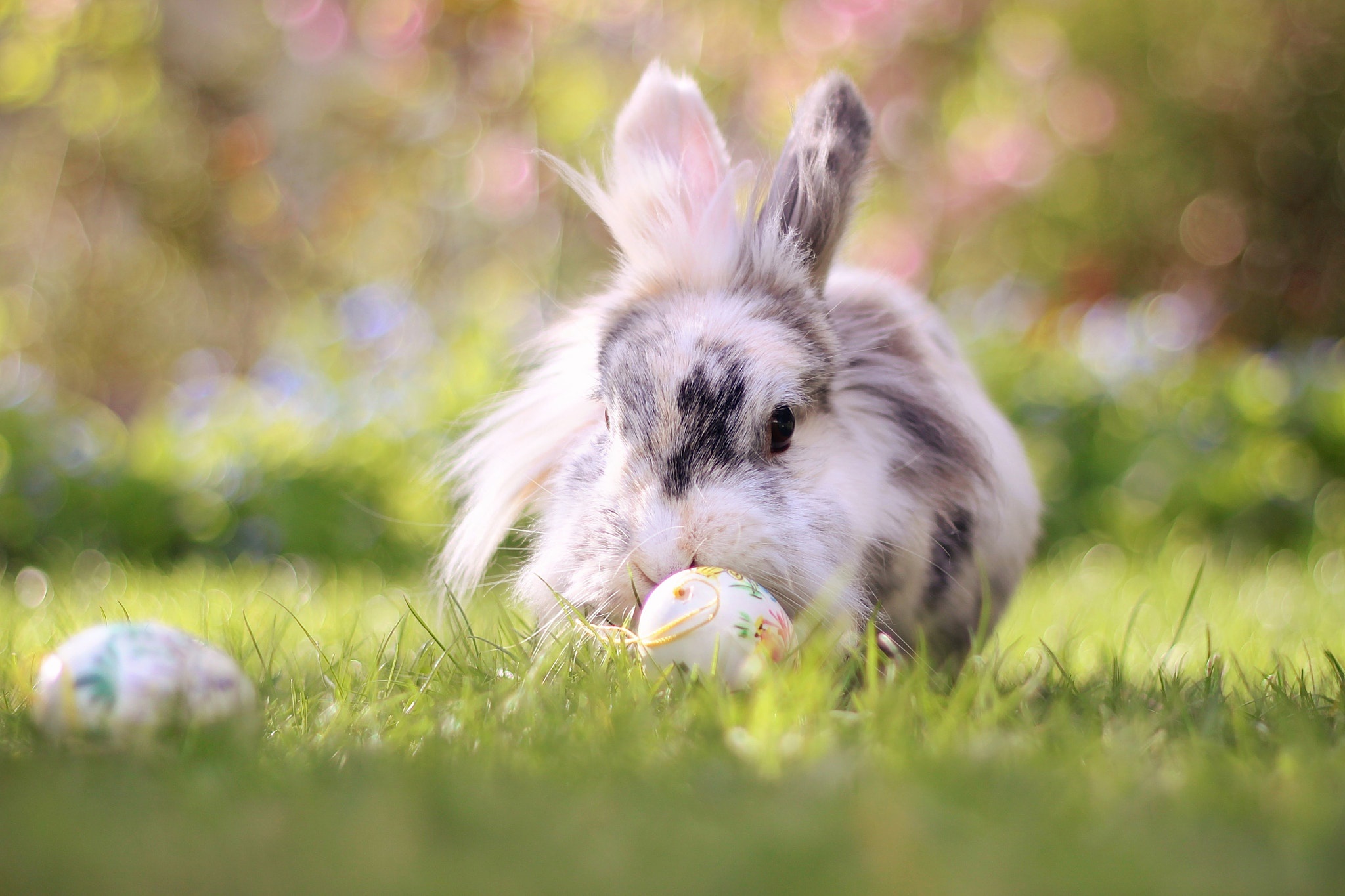 Download Animal Rabbit HD Wallpaper