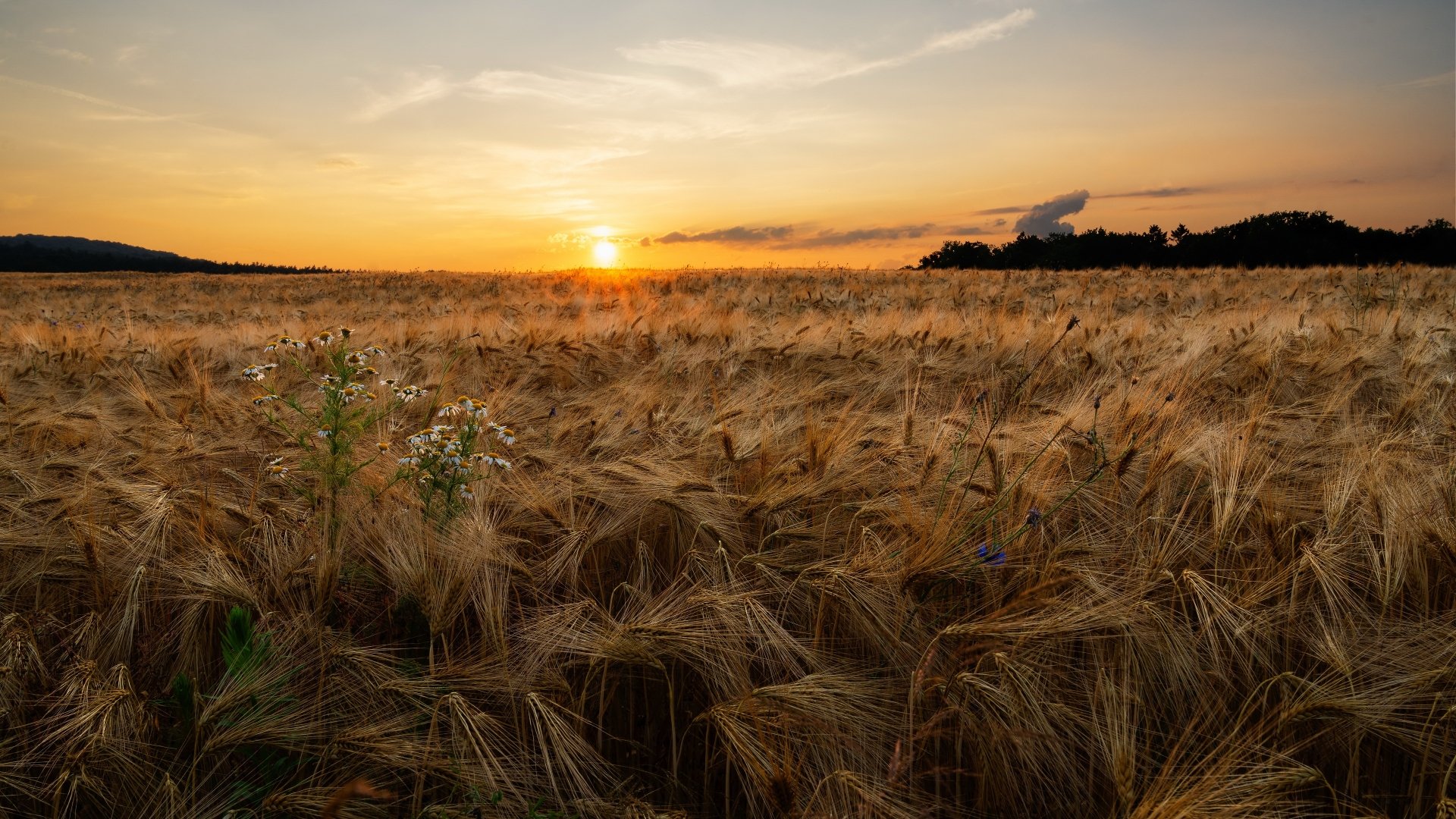 Download Sunset Summer Field Nature Wheat 4k Ultra HD Wallpaper