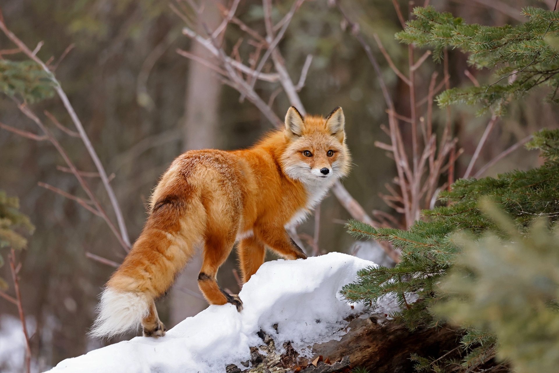 Snowbound Red Fox - HD Wildlife Wallpaper
