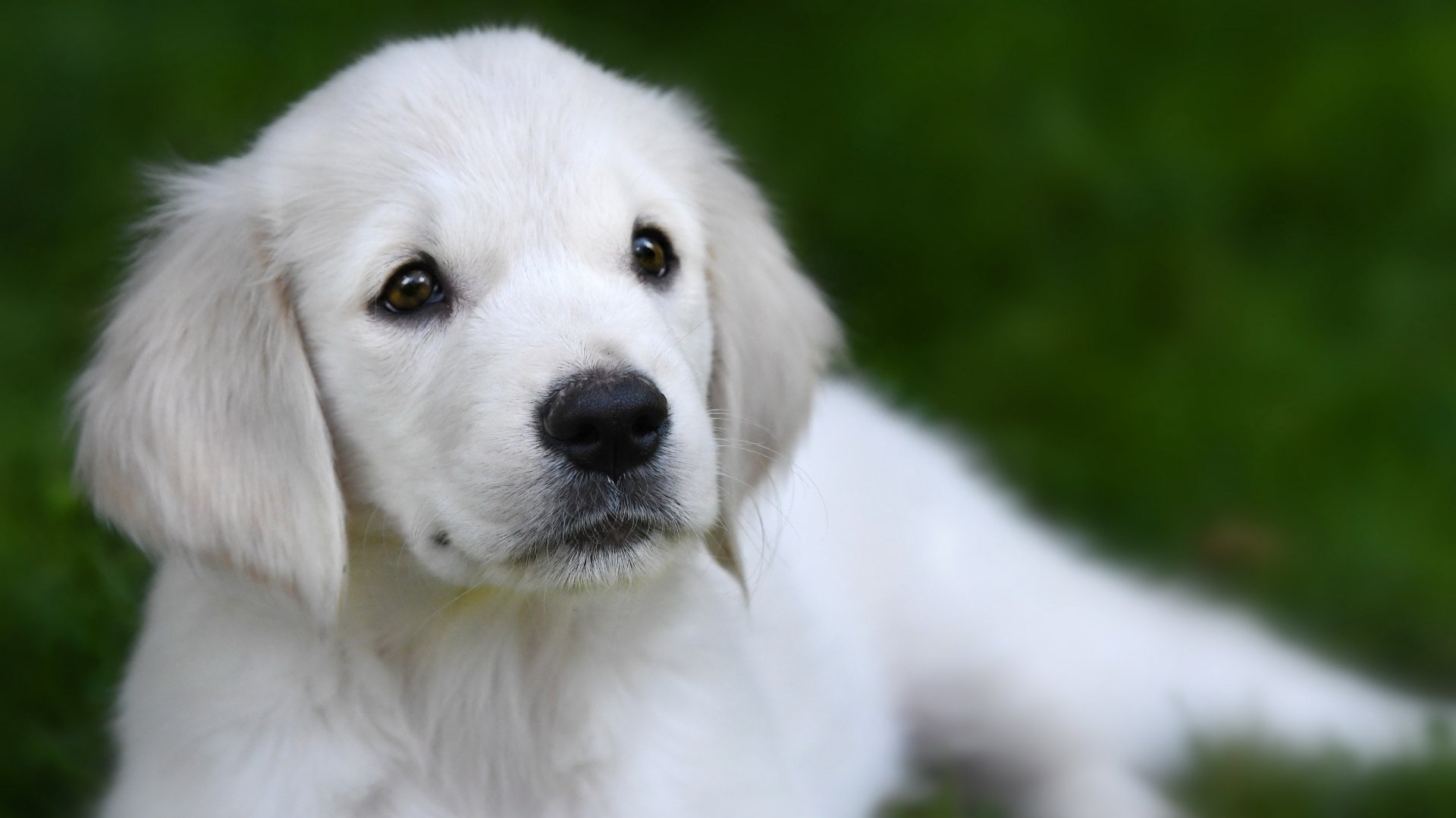 Download Puppy Dog Animal Labrador Retriever 4k Ultra HD Wallpaper ...