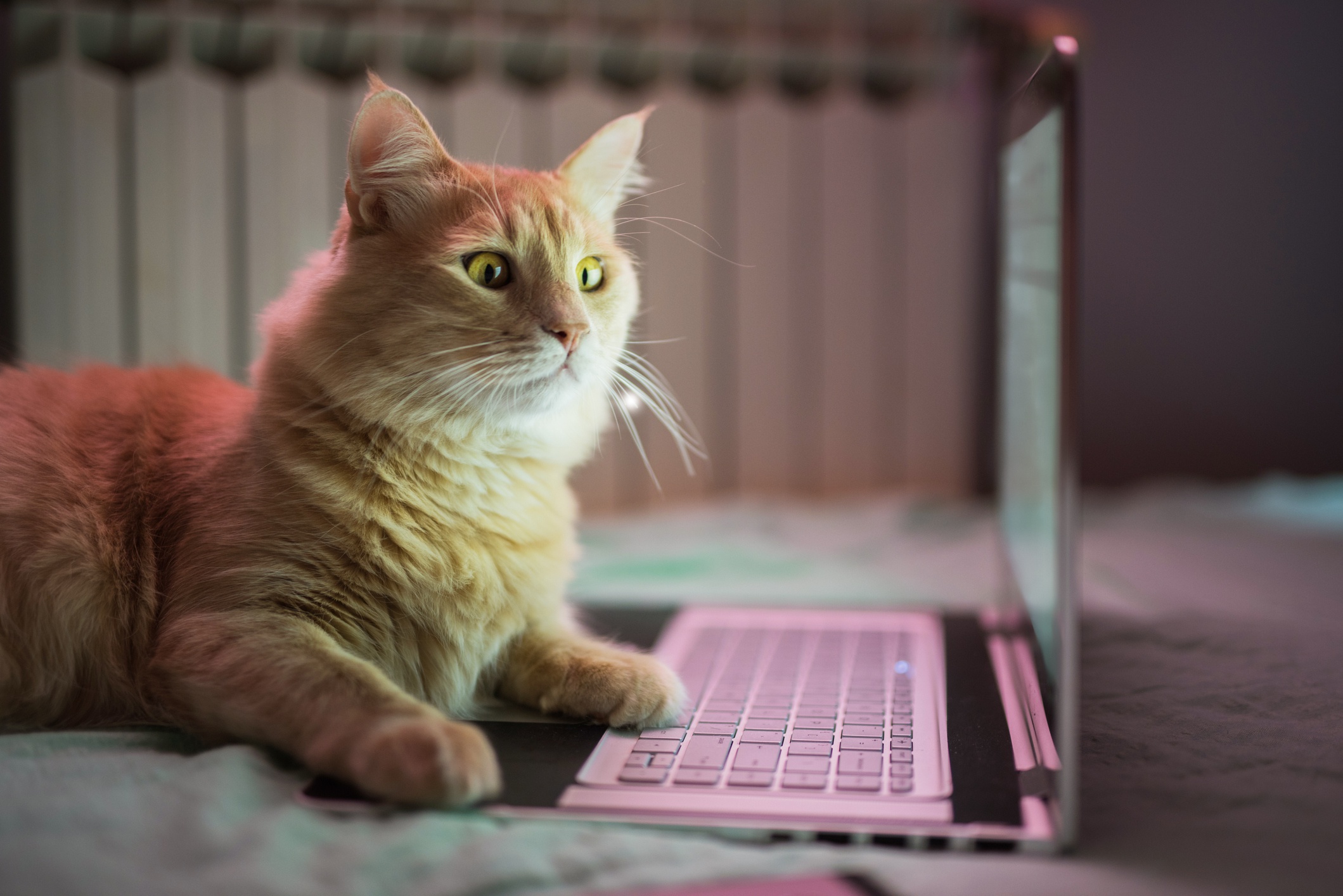 Download Animal Cat HD Wallpaper