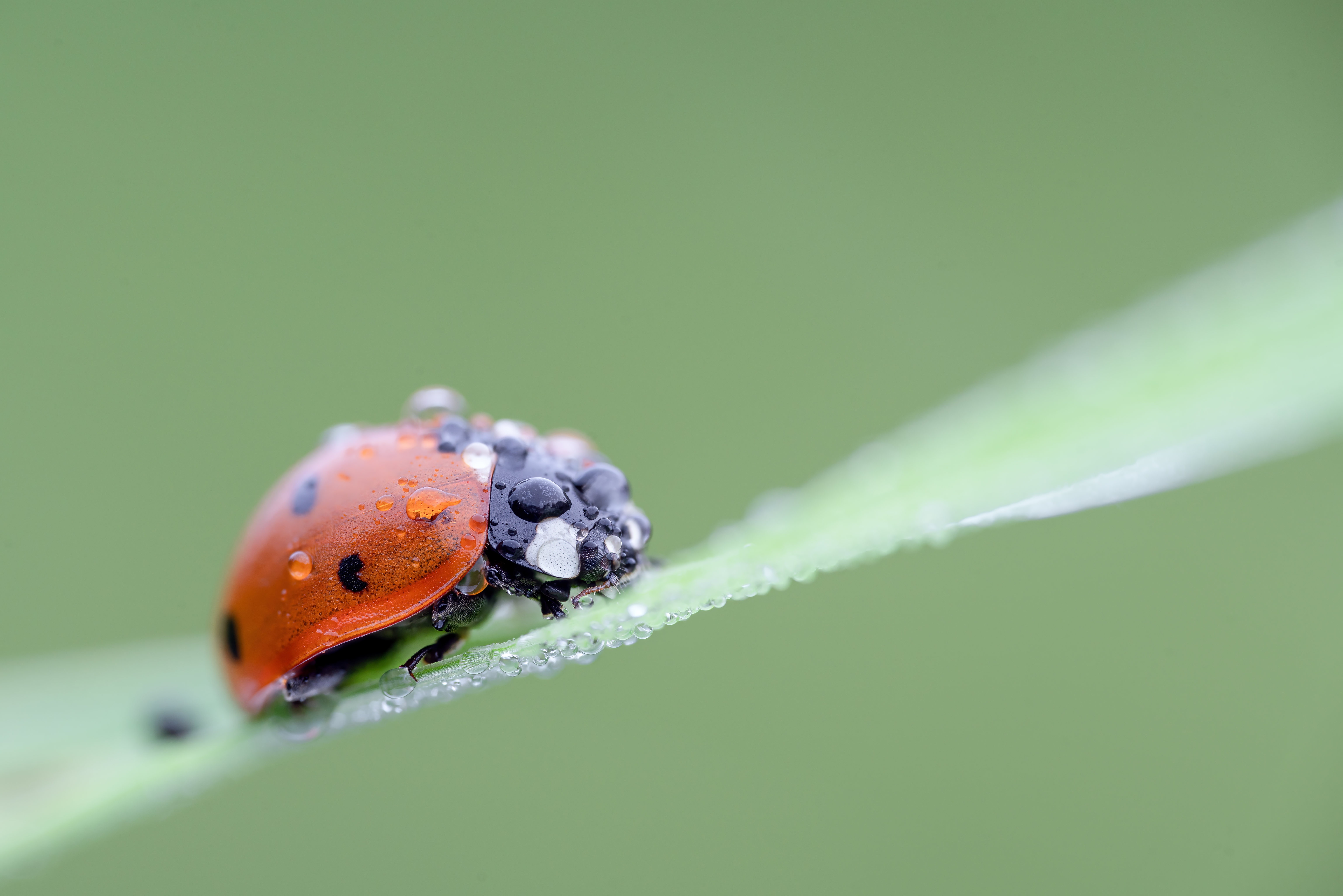 Download Macro Animal Ladybug 4k Ultra HD Wallpaper