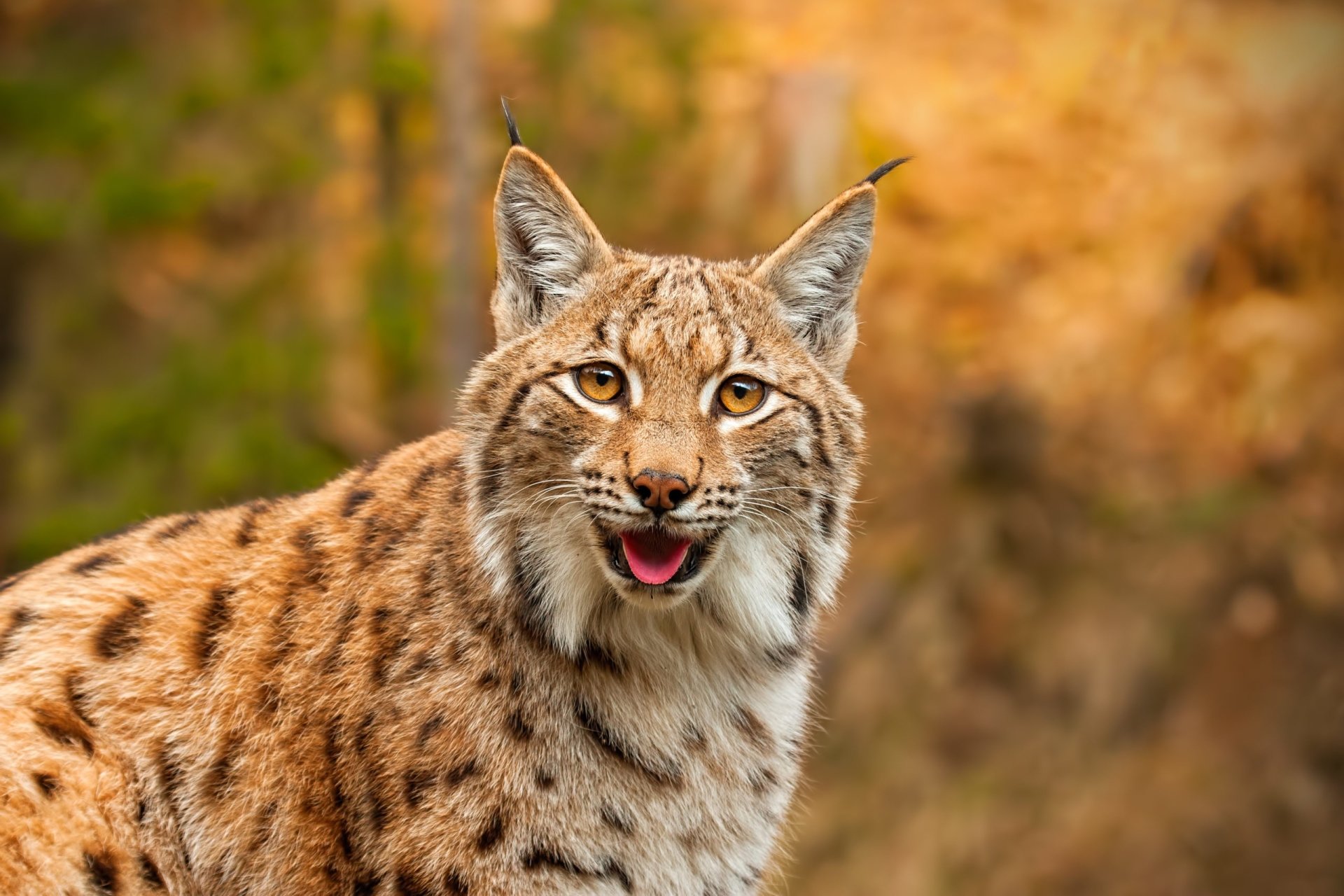 Download Animal Lynx HD Wallpaper