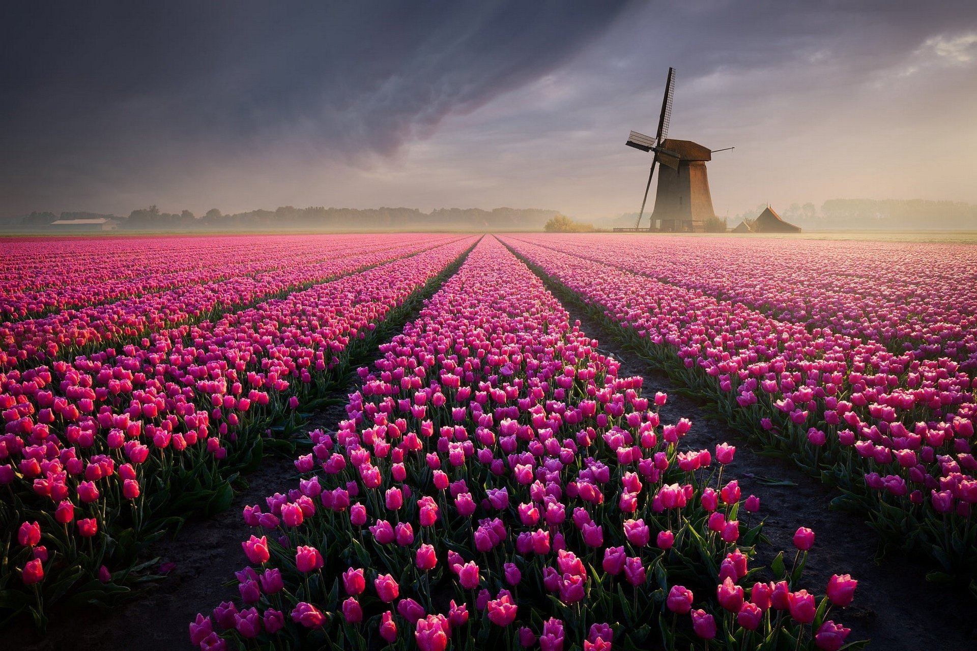 Download Pink Flower Tulip Field Man Made Windmill HD Wallpaper by ...