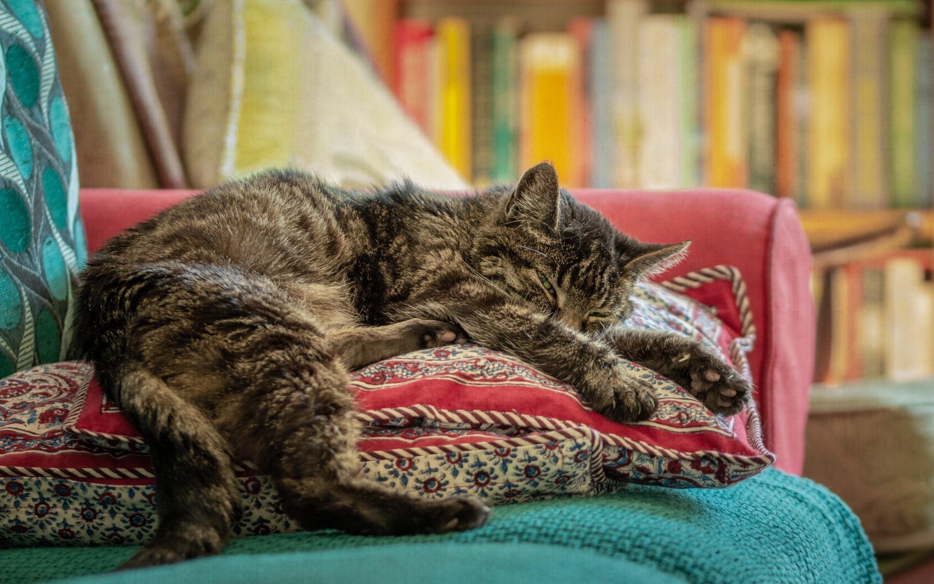 Download Sleeping Animal Cat 4k Ultra HD Wallpaper | 5712x3570 ...