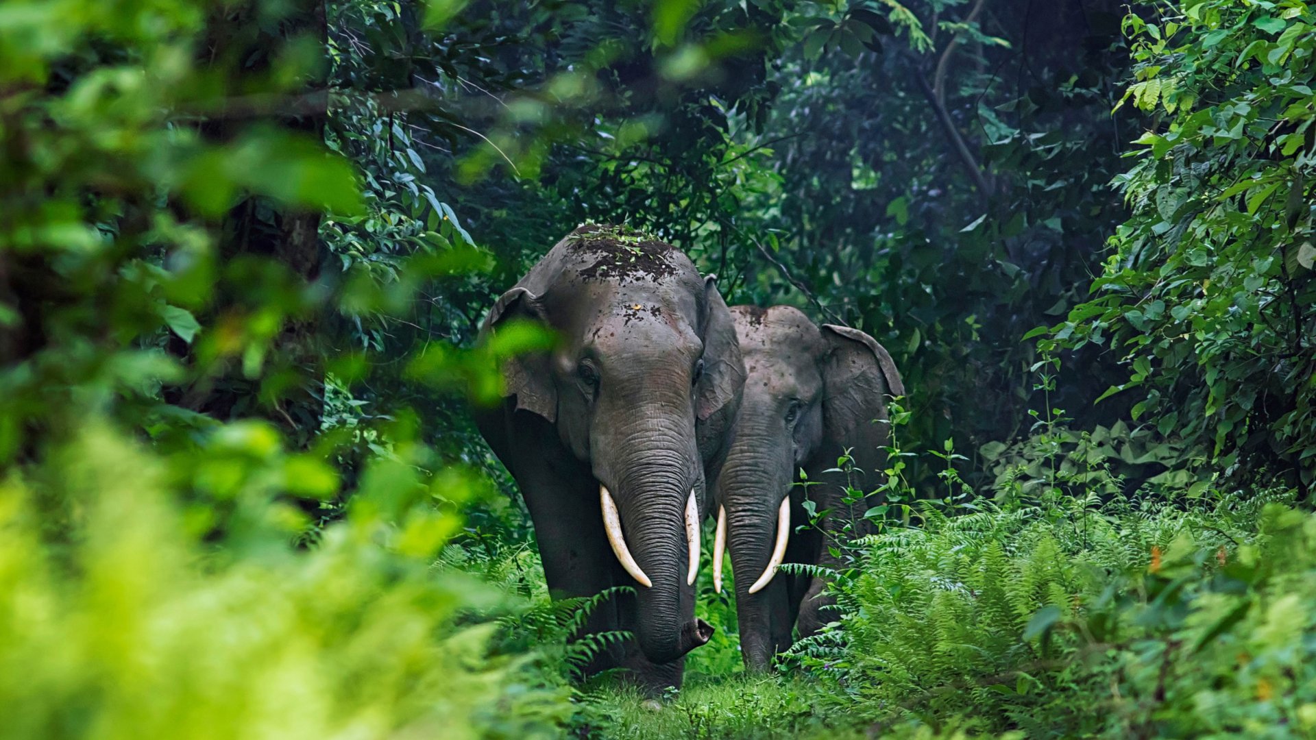 Download Animal Asian Elephant Elephant HD Wallpaper by Avijan Saha