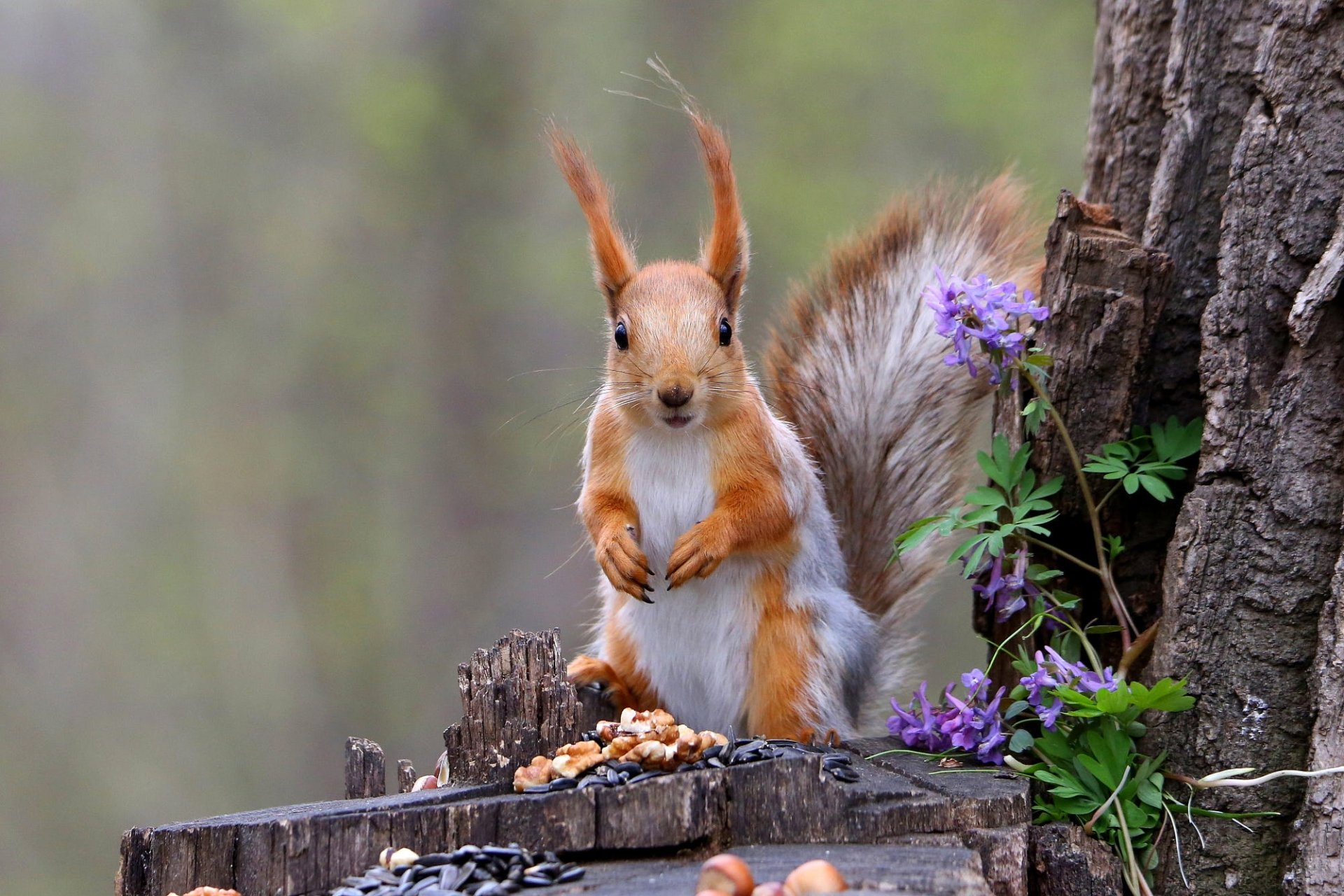 Download Rodent Animal Squirrel HD Wallpaper