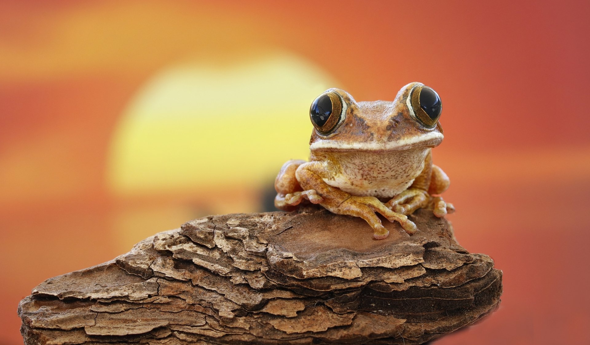 Download Amphibian Animal Frog 4k Ultra HD Wallpaper