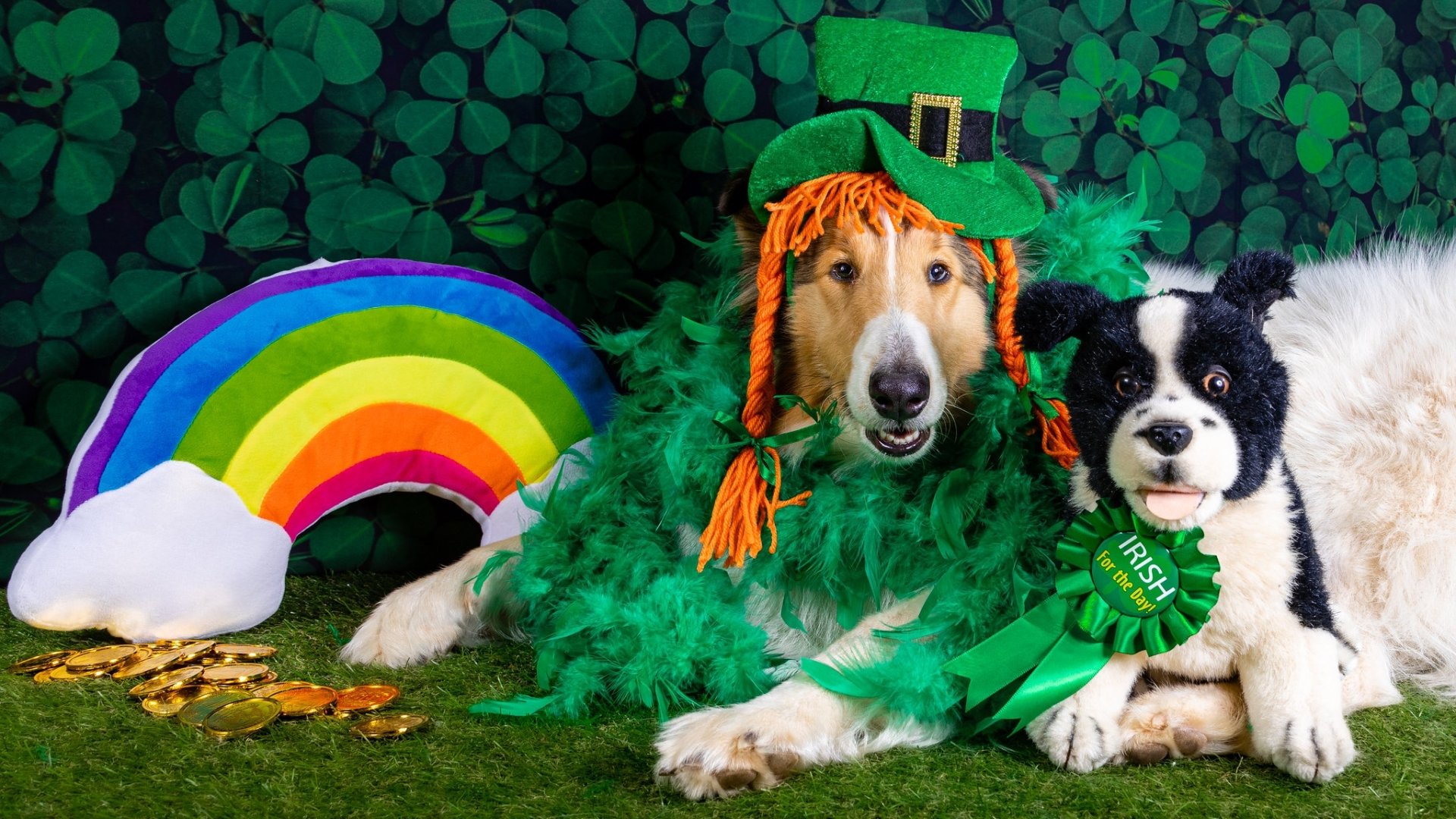Download St. Patrick's Day Animal Dog HD Wallpaper