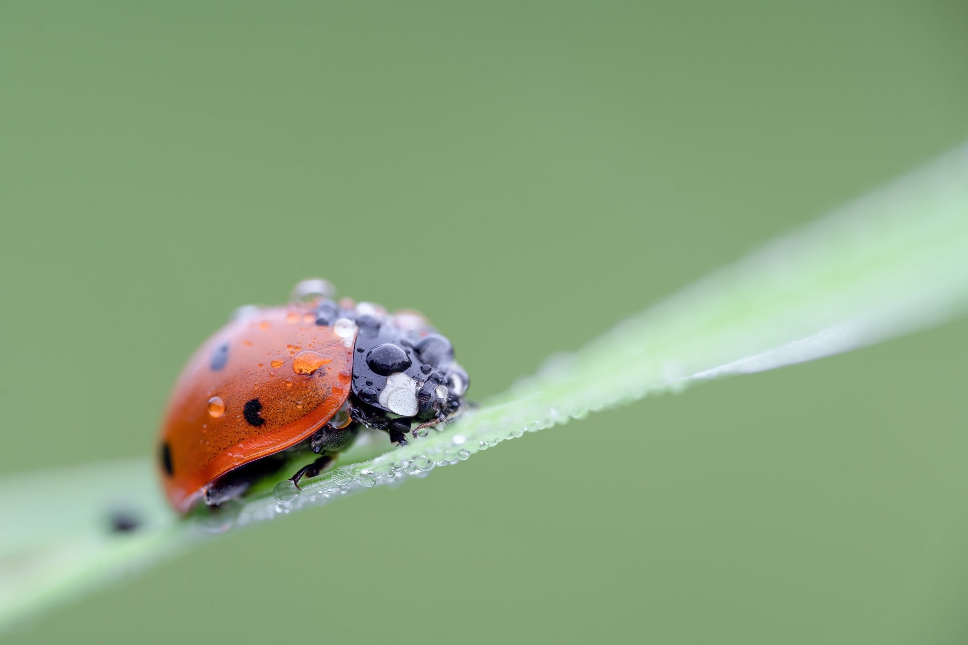 Download Macro Animal Ladybug 4k Ultra HD Wallpaper | 6144x4098 ...