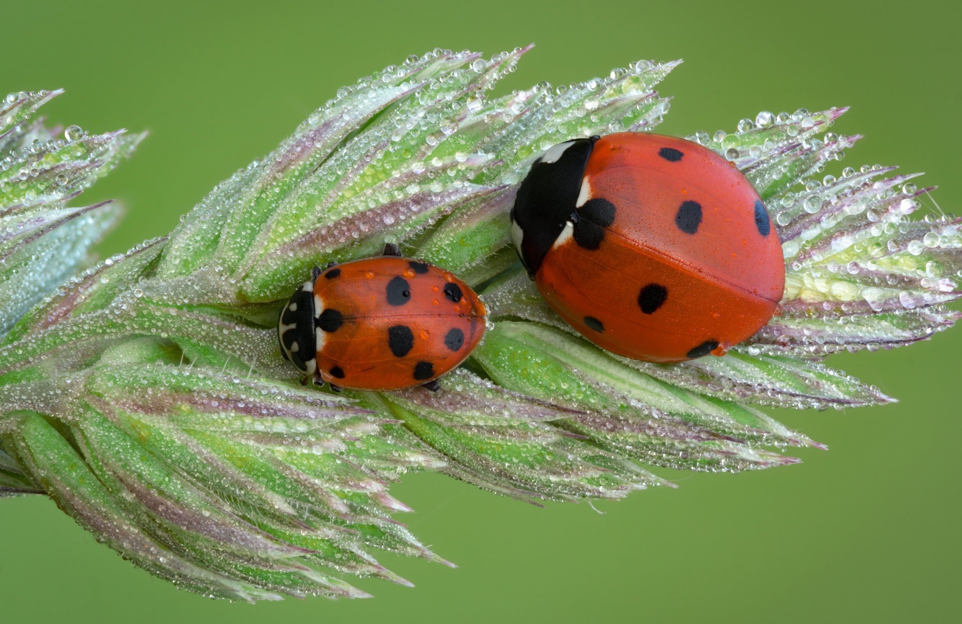 Download Macro Insect Animal Ladybug 4k Ultra HD Wallpaper