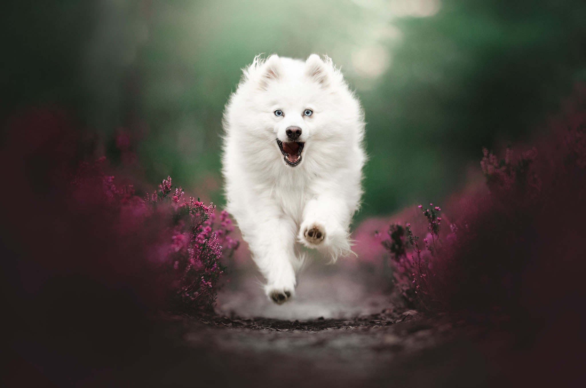 Download Animal Dog HD Wallpaper