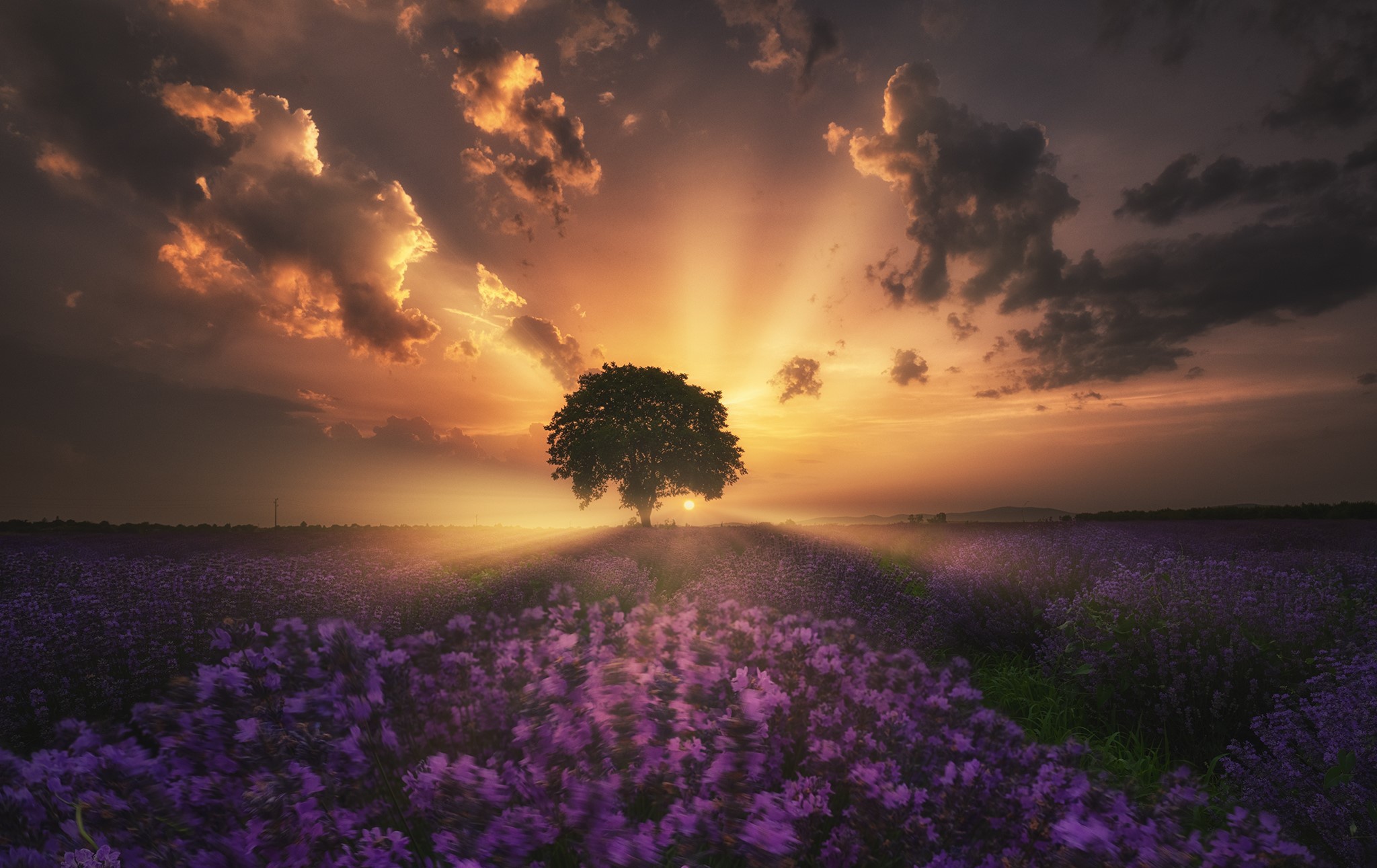 Download Sunbeam Tree Nature Sunrise HD Wallpaper