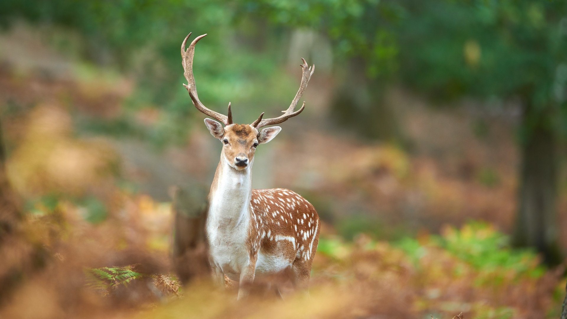 Download Animal Deer HD Wallpaper | 3000x1688 | Wallpaper Abyss
