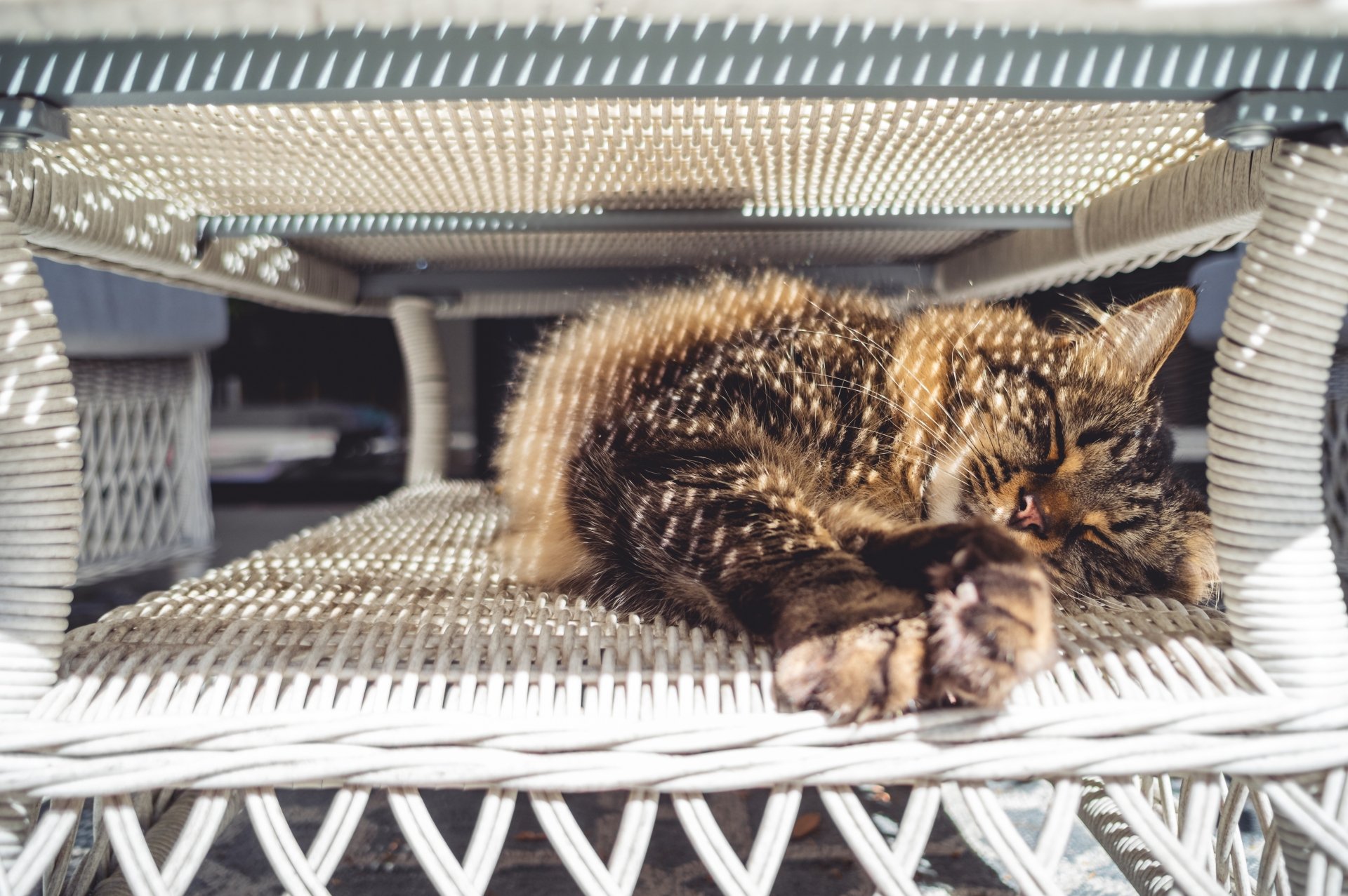 Download Sleeping Animal Cat 4k Ultra HD Wallpaper | 5871x3904 ...