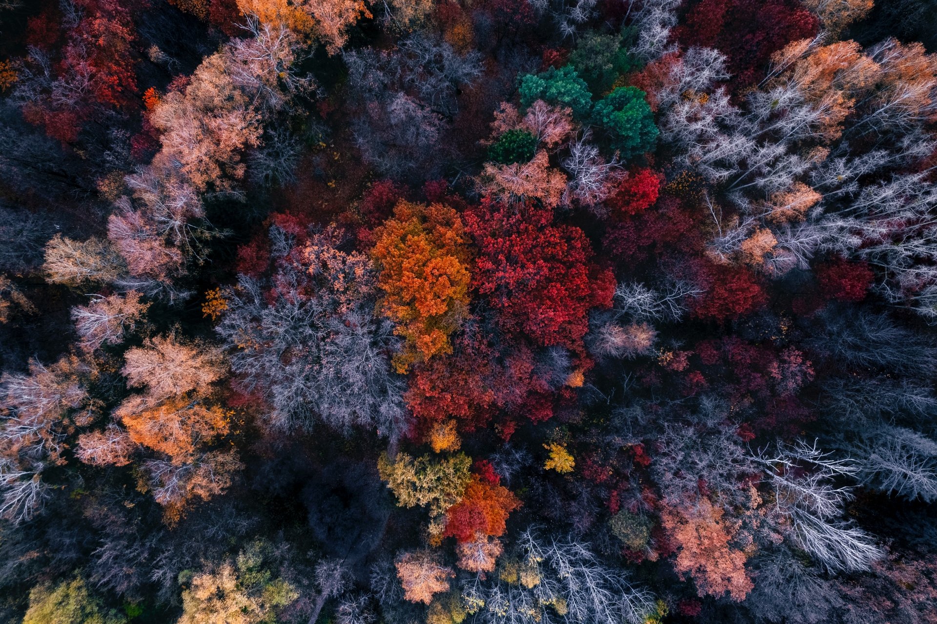 Download Forest Photography Aerial 4k Ultra HD Wallpaper by Maksym Tymchyk
