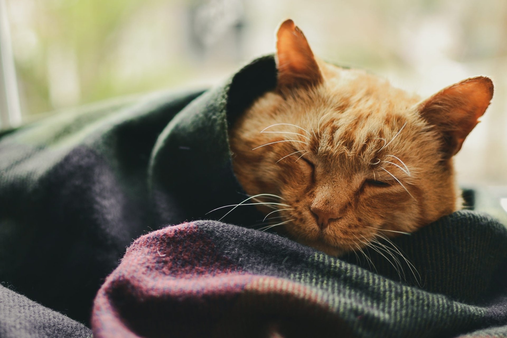 Download Sleeping Animal Cat HD Wallpaper