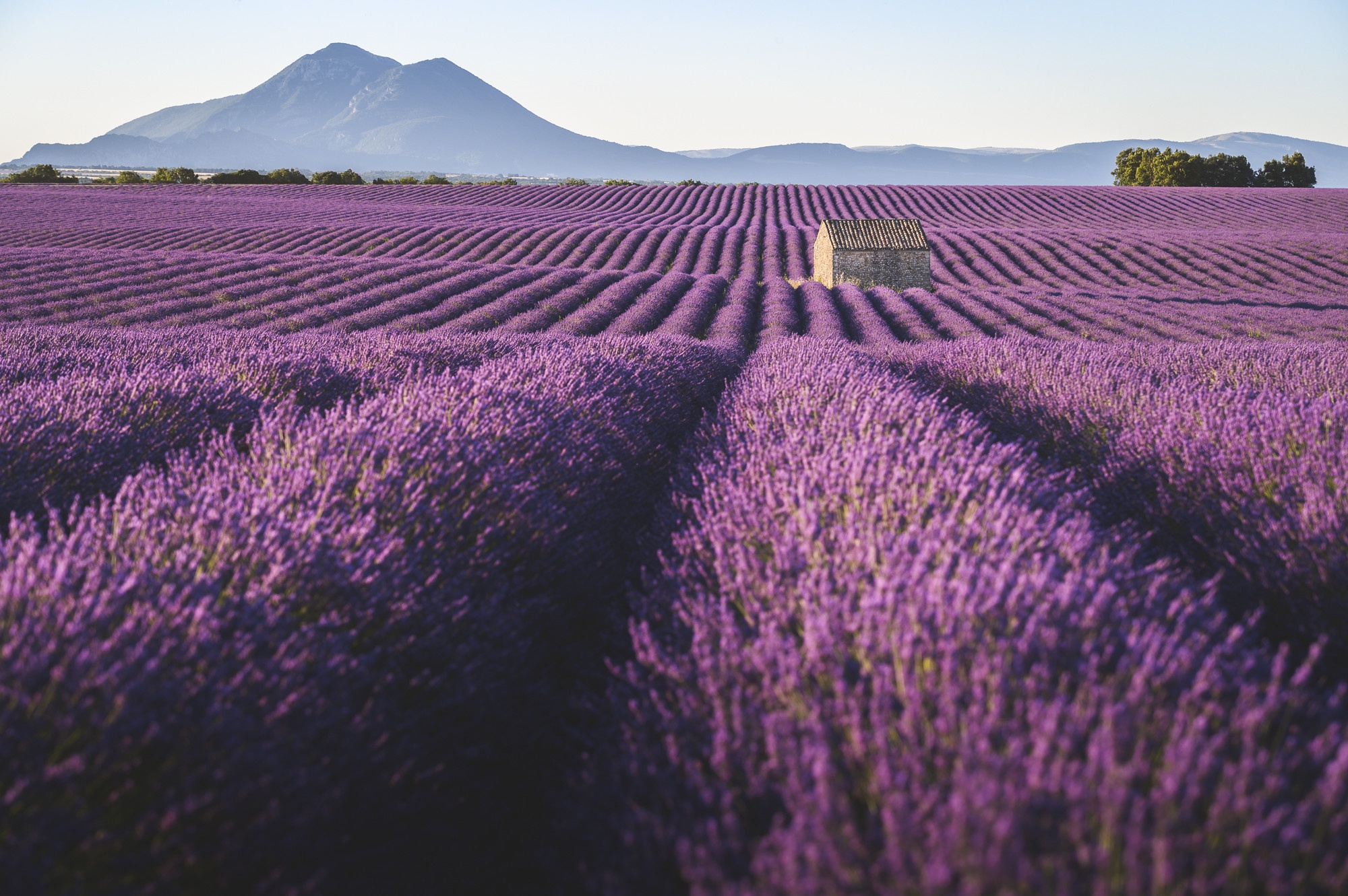 Download Purple Flower Field Nature Lavender HD Wallpaper