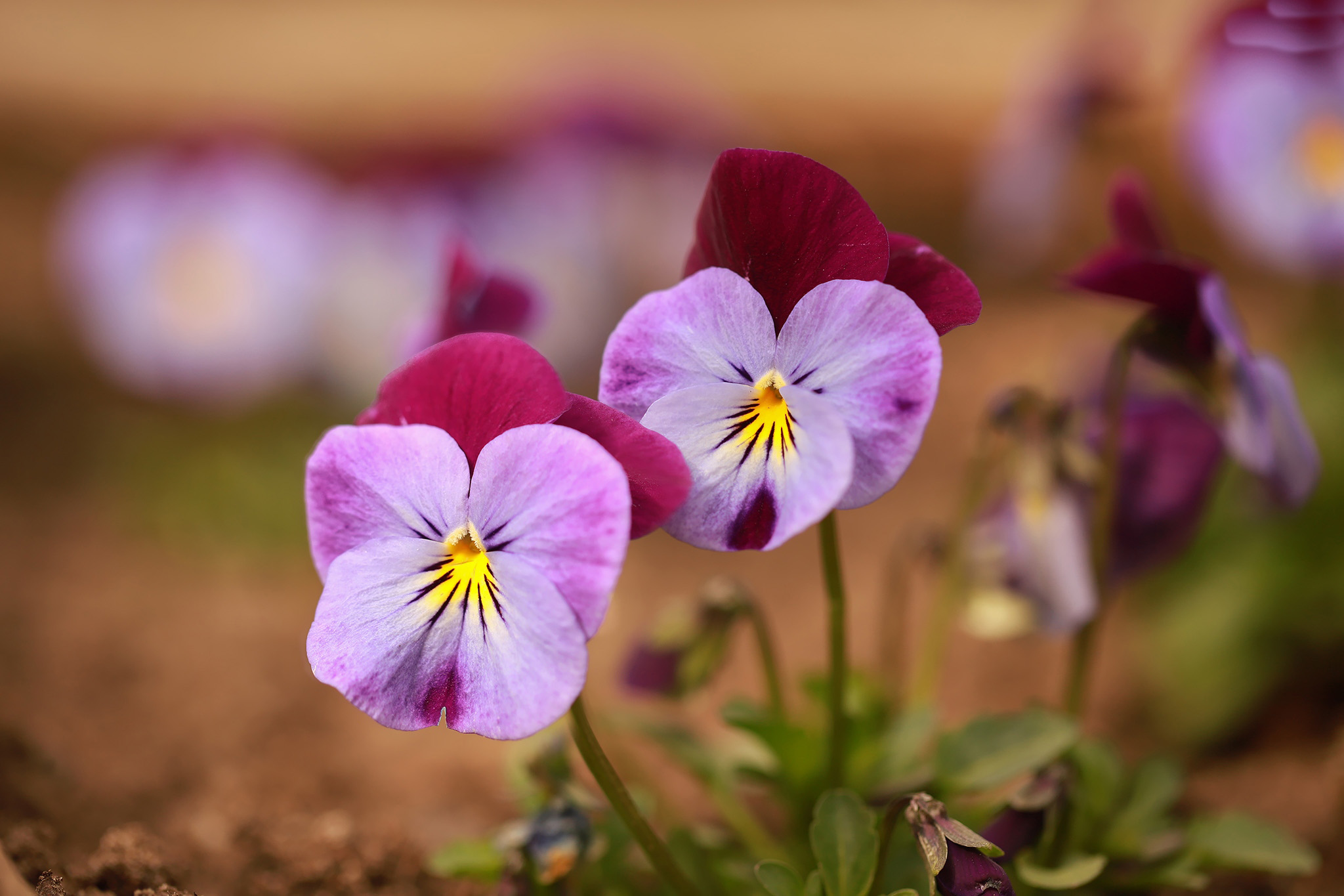 Pansy HD Wallpaper