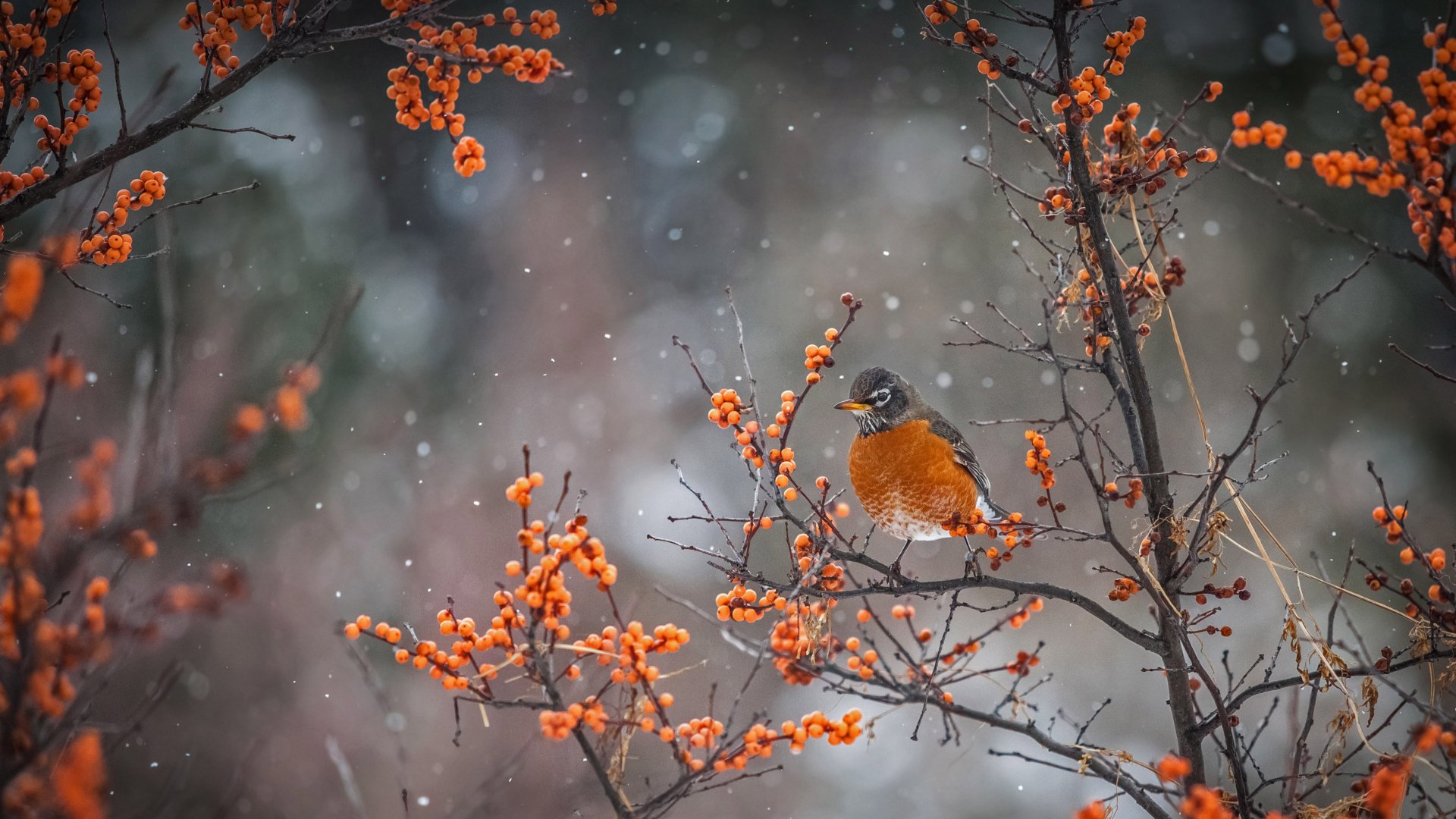 Download Bird Animal American Robin HD Wallpaper