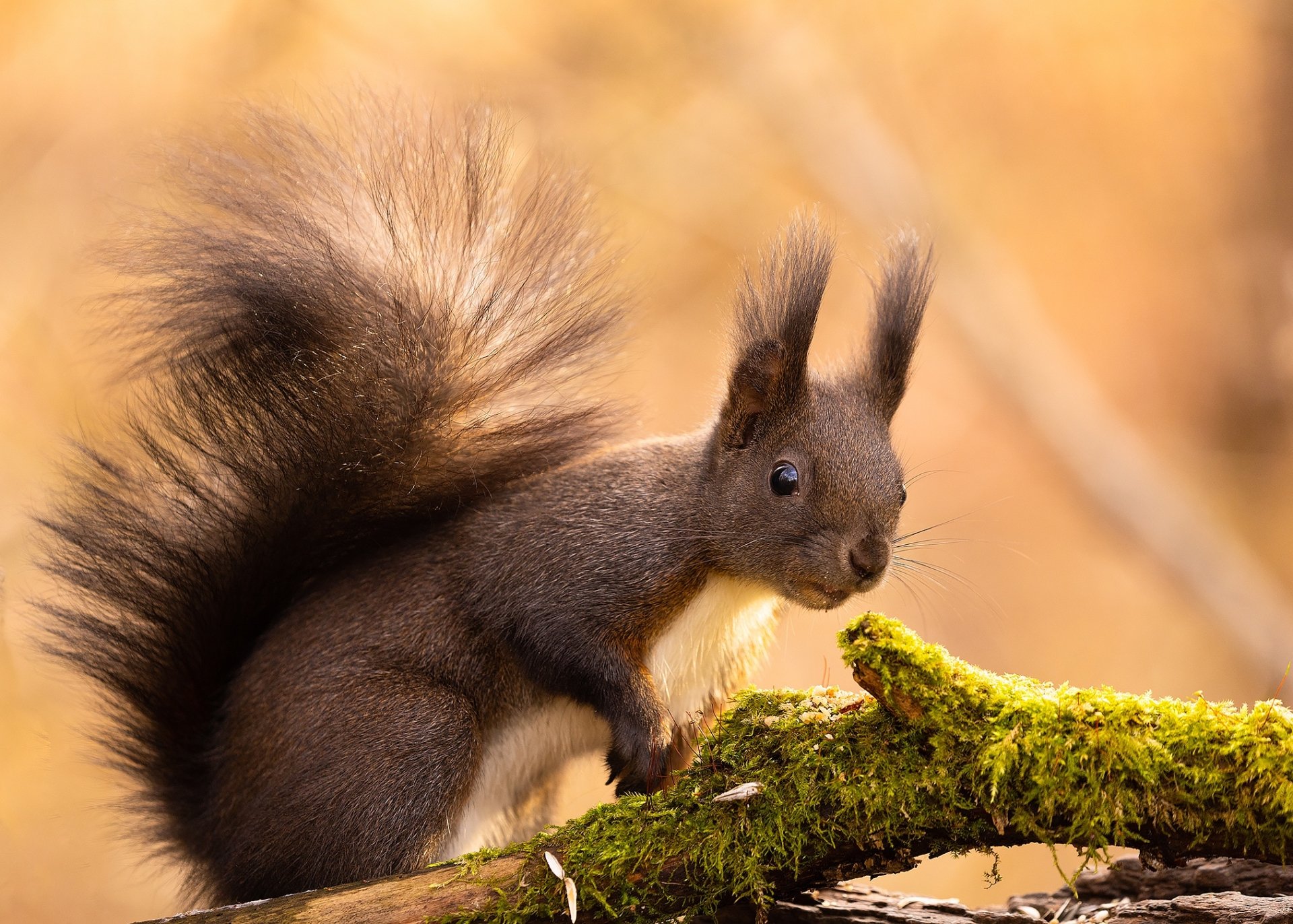 Download Rodent Animal Squirrel HD Wallpaper