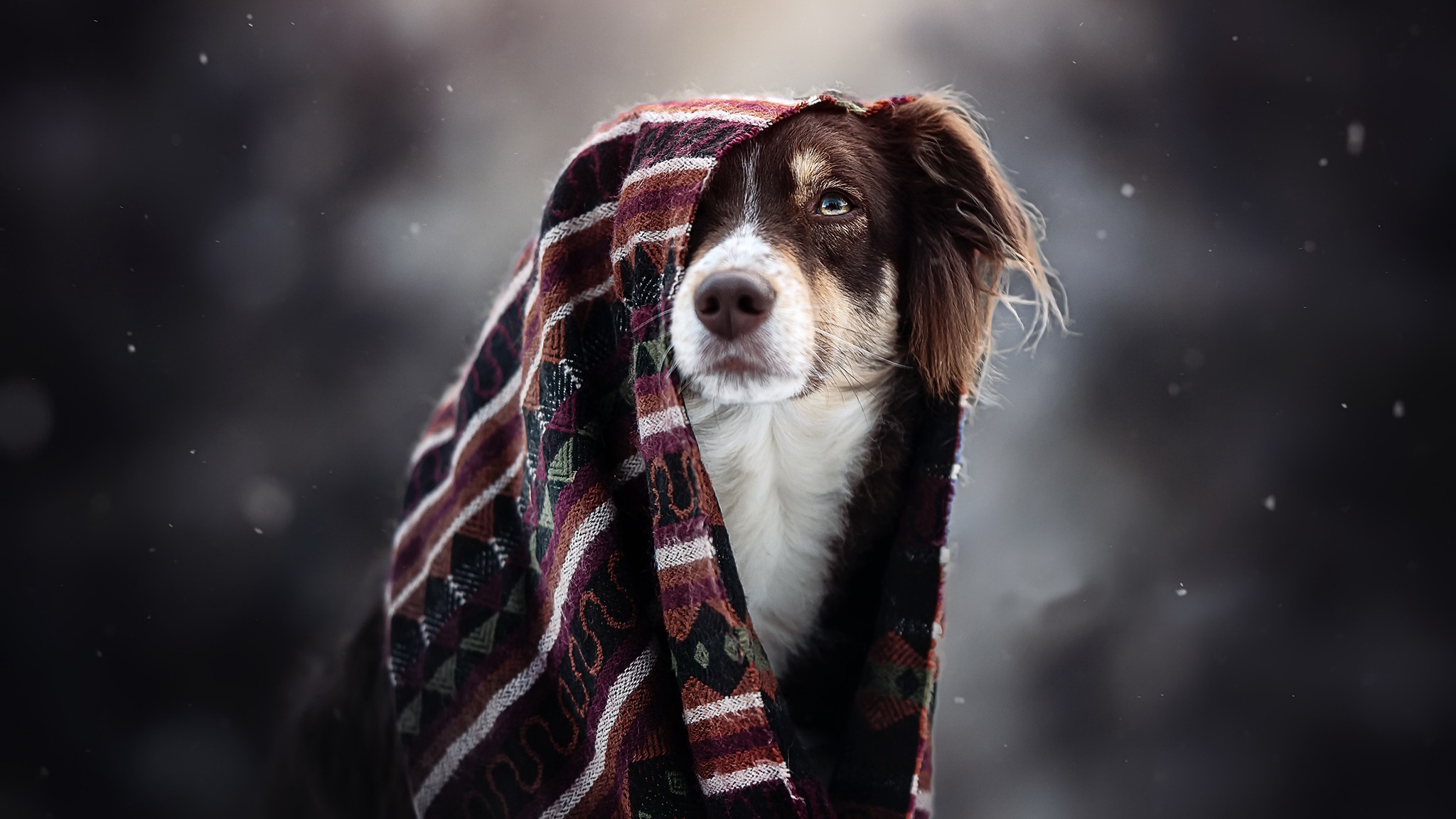 Download Animal Dog HD Wallpaper