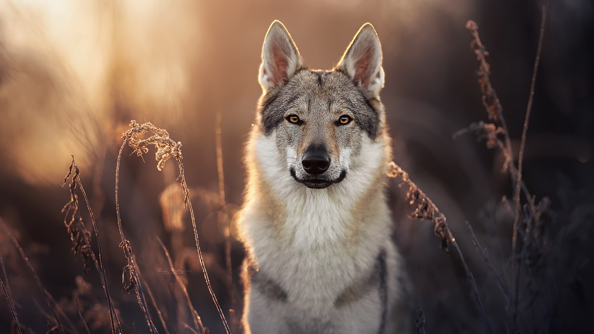 Download Czechoslovakian Wolfdog Stare Animal Wolfdog HD Wallpaper