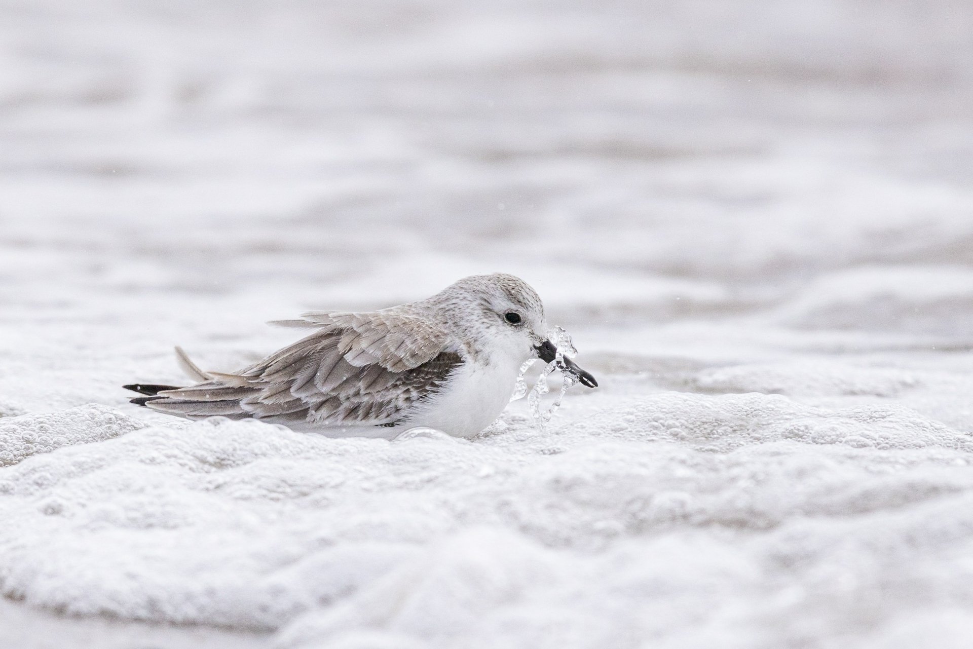 Download Sanderling Animal Bird HD Wallpaper by Mathew Schwartz
