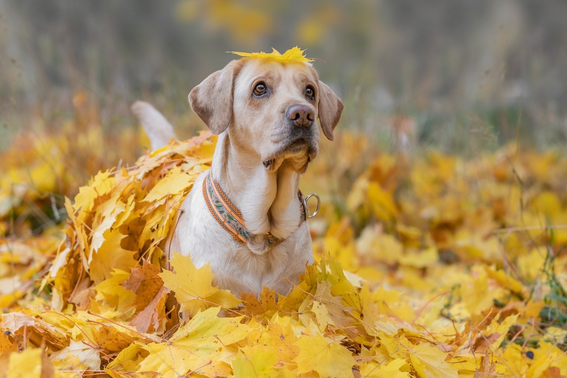 Download Fall Dog Animal Labrador Retriever HD Wallpaper