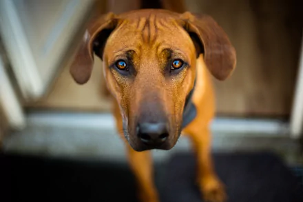 Rhodesian Ridgeback - Desktop Wallpapers, Phone Wallpaper, PFP, Gifs ...