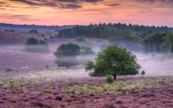 Download Heather Lüneburg Heath Flower Nature Path HD Wallpaper