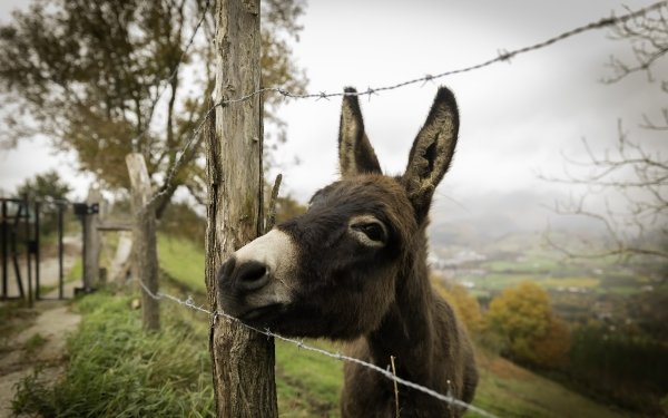 [30+] Donkey Wallpapers