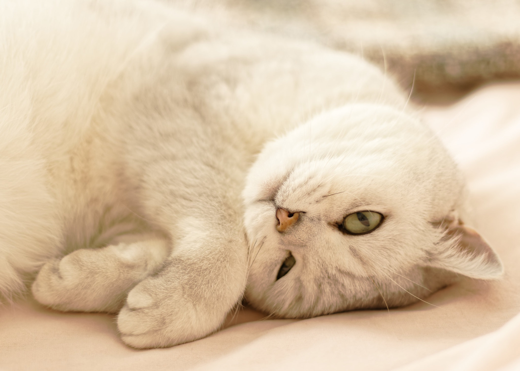 Download Animal British Shorthair HD Wallpaper