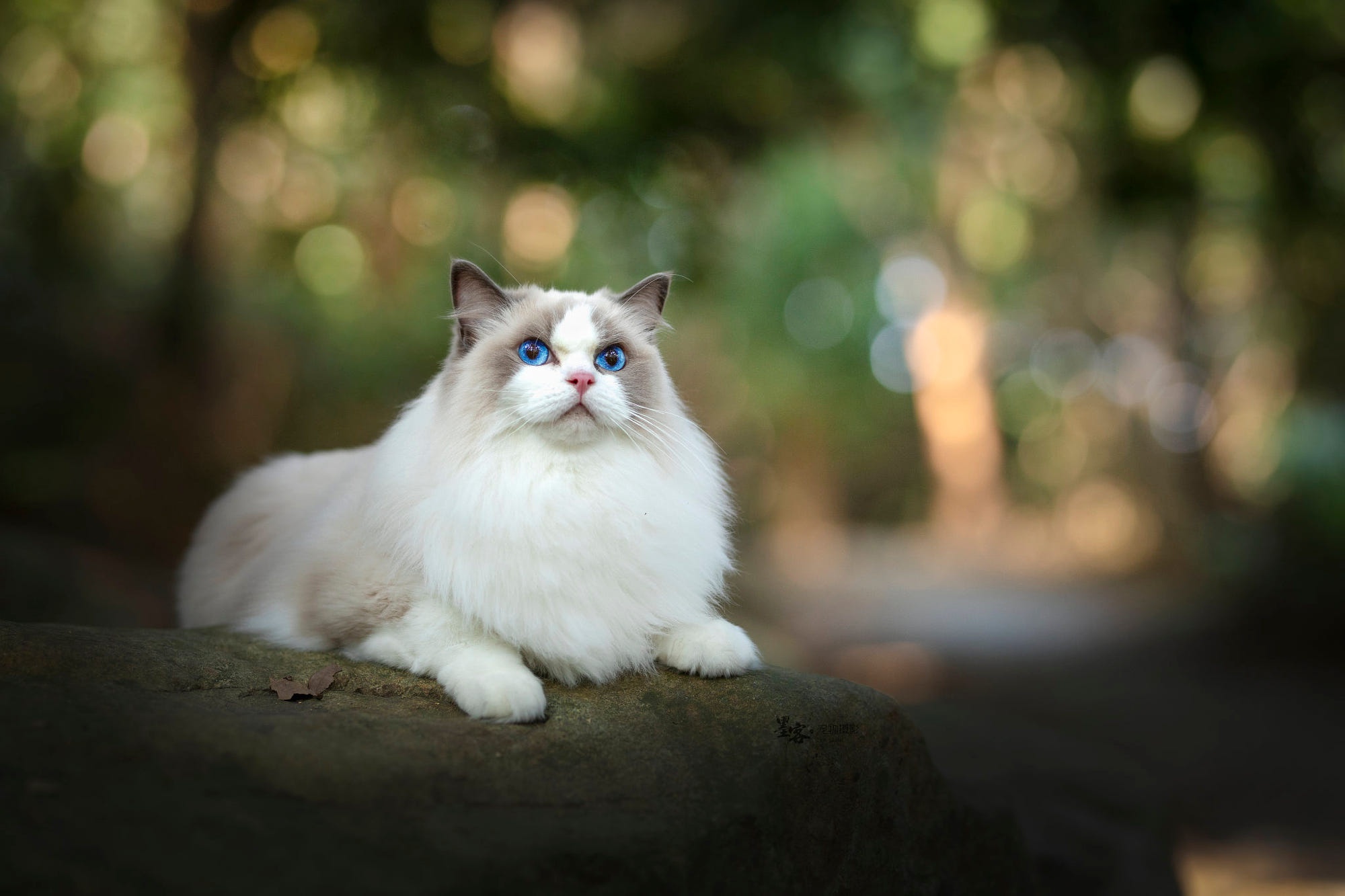 Ragdoll Cat Desktop Wallpaper