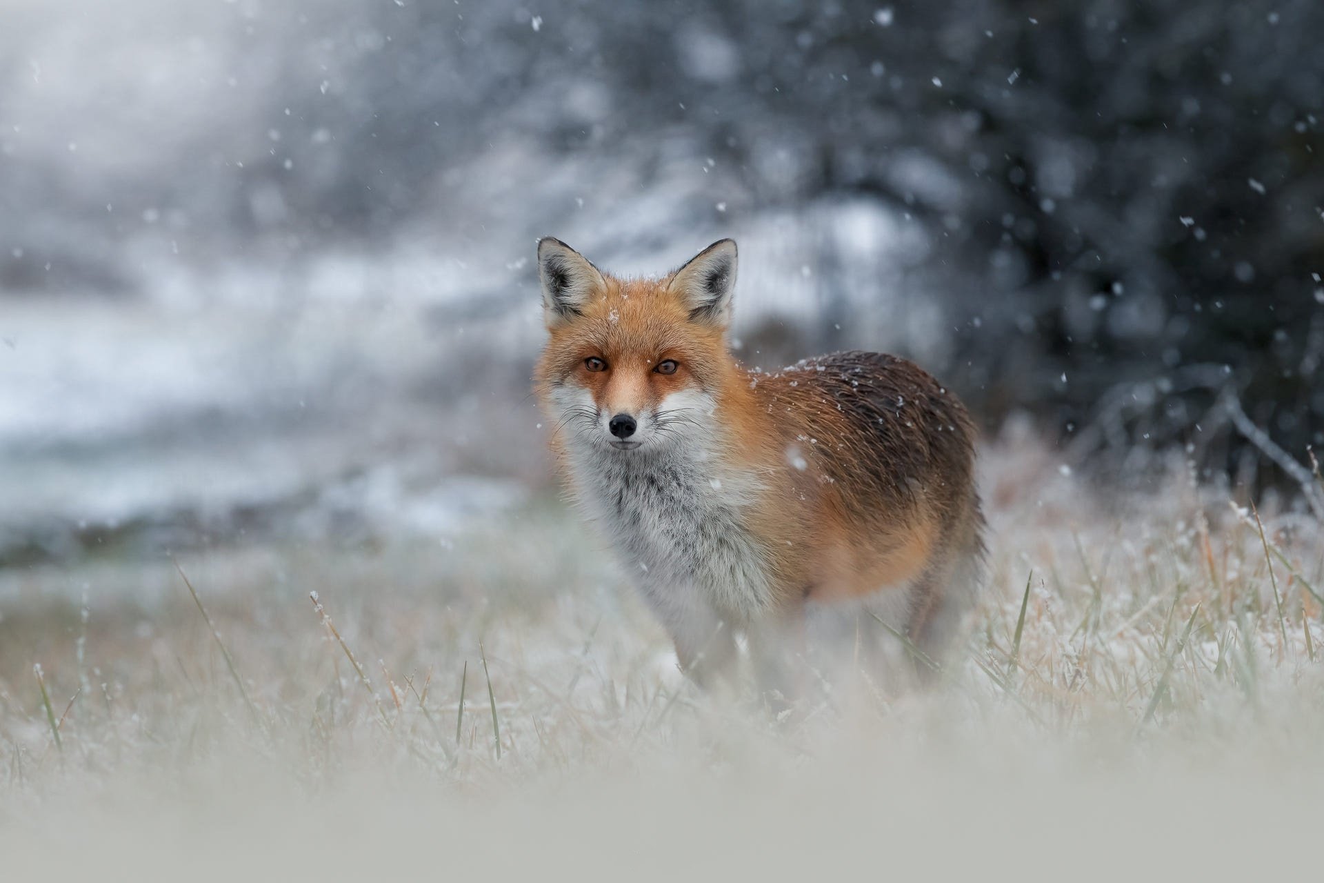 Download Animal Fox HD Wallpaper