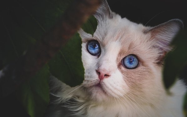 [120+] Ragdoll Wallpapers