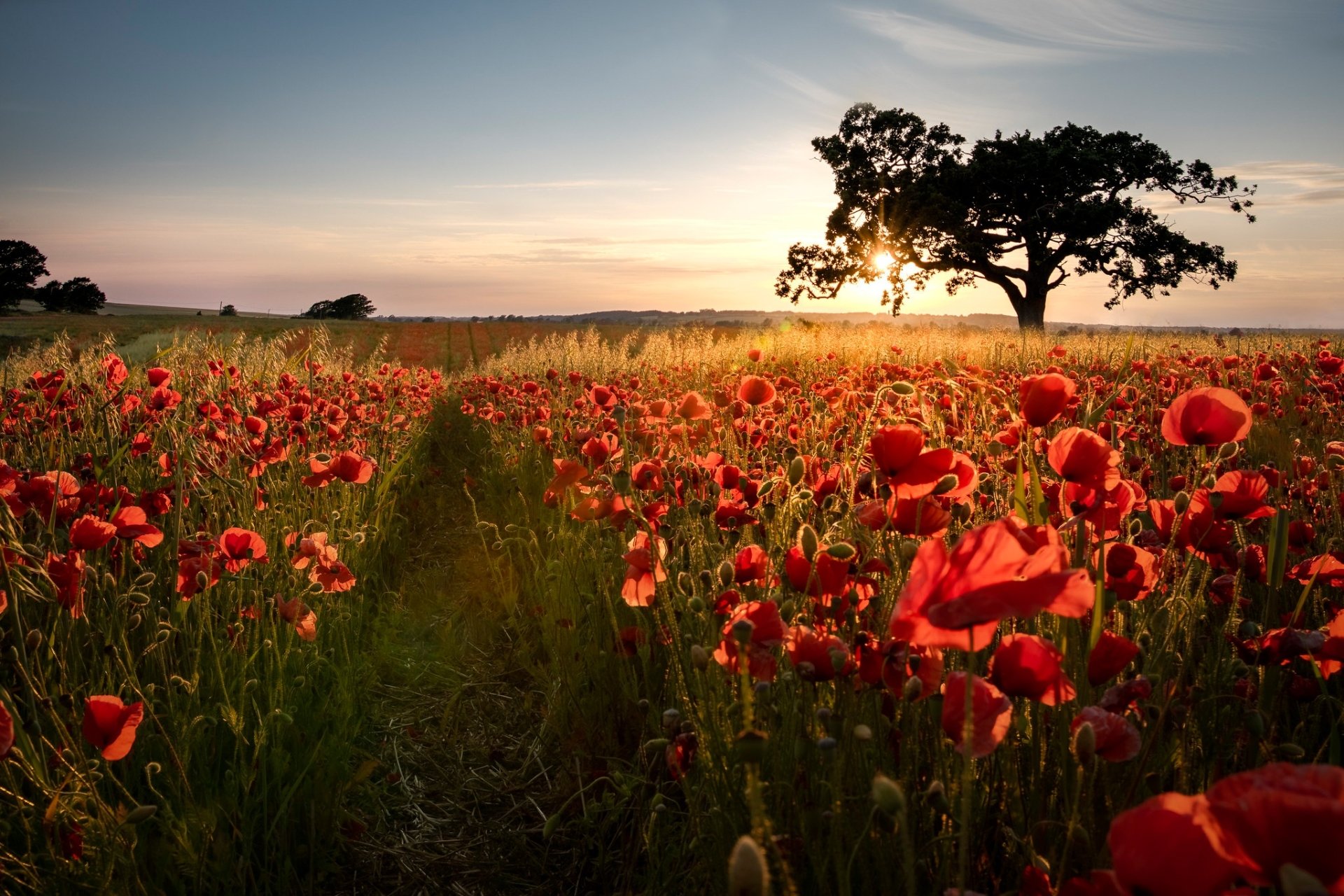 Download Red Flower Summer Nature Poppy HD Wallpaper | 2047x1365 ...