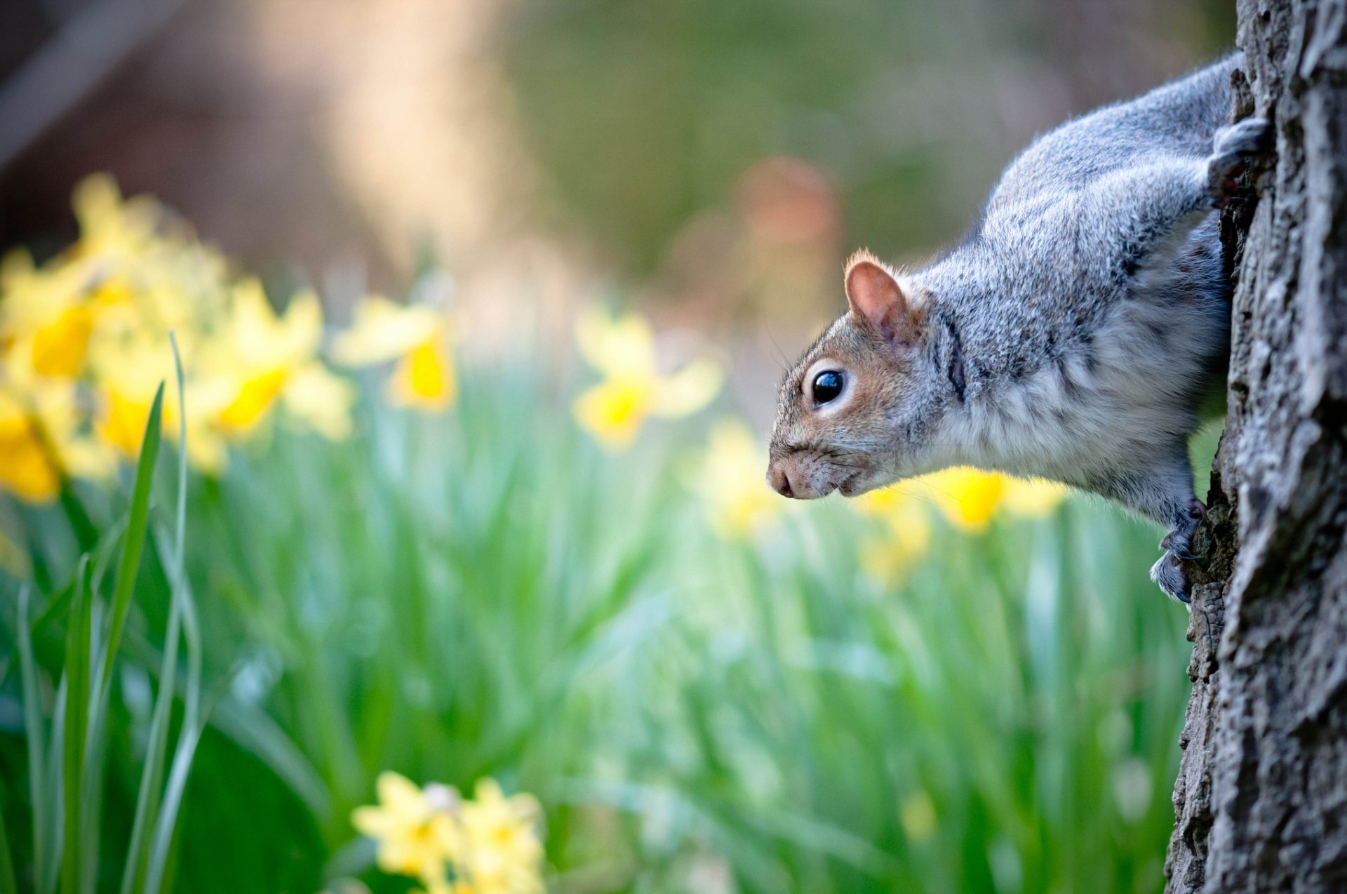 Download Rodent Animal Squirrel HD Wallpaper