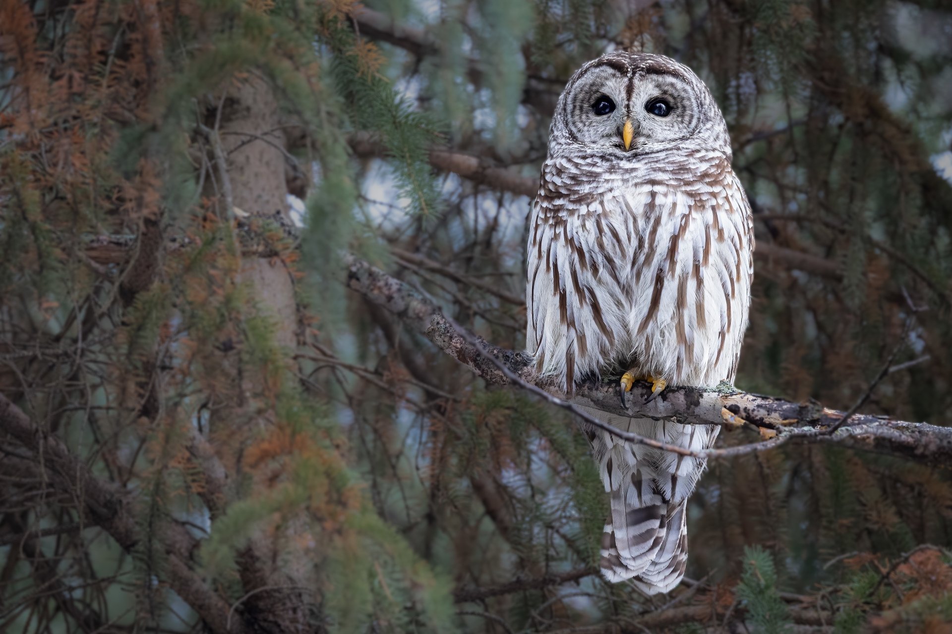 Download Animal Owl 4k Ultra HD Wallpaper | 5094x3396 | Wallpaper Abyss
