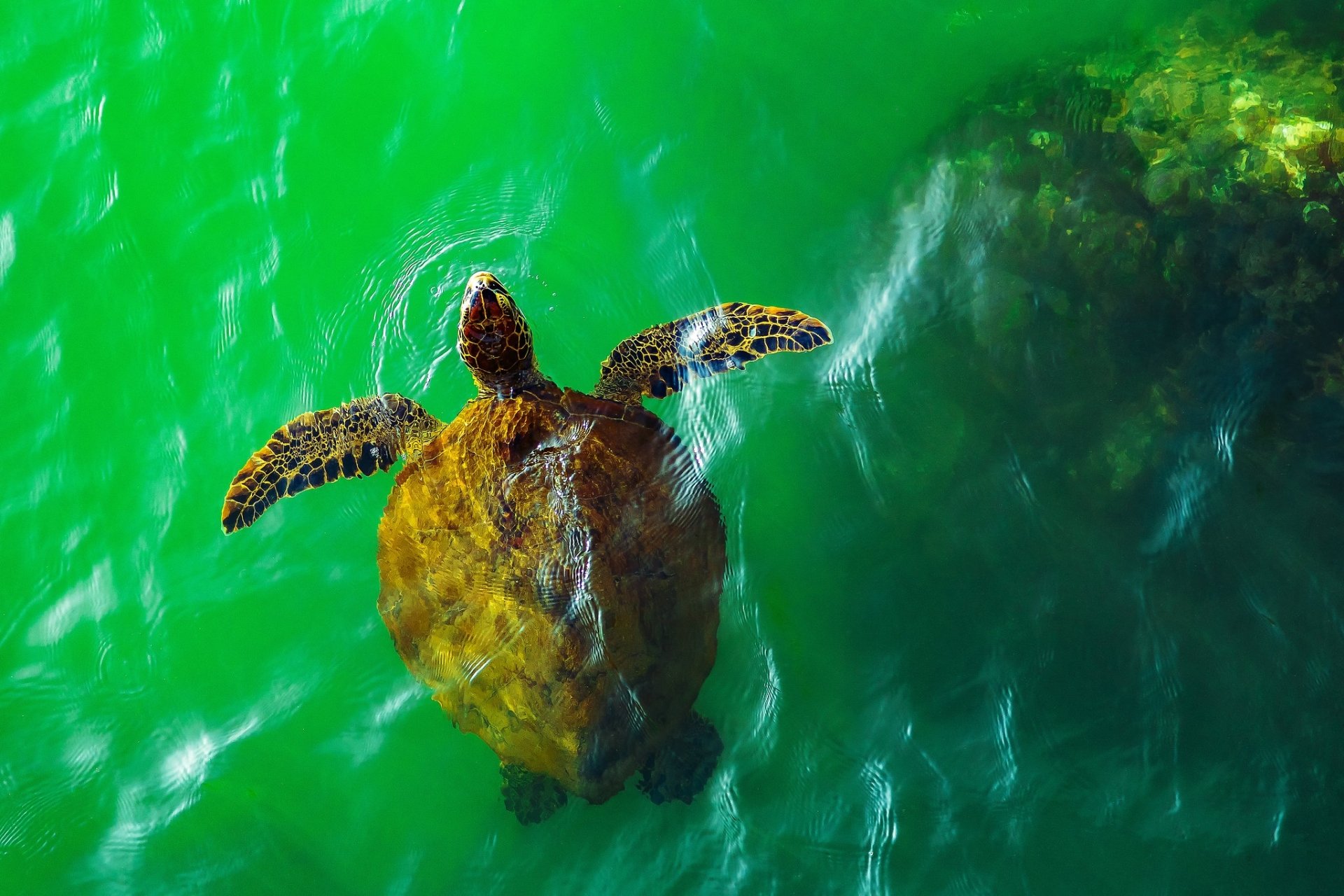 Download Animal Sea Turtle HD Wallpaper