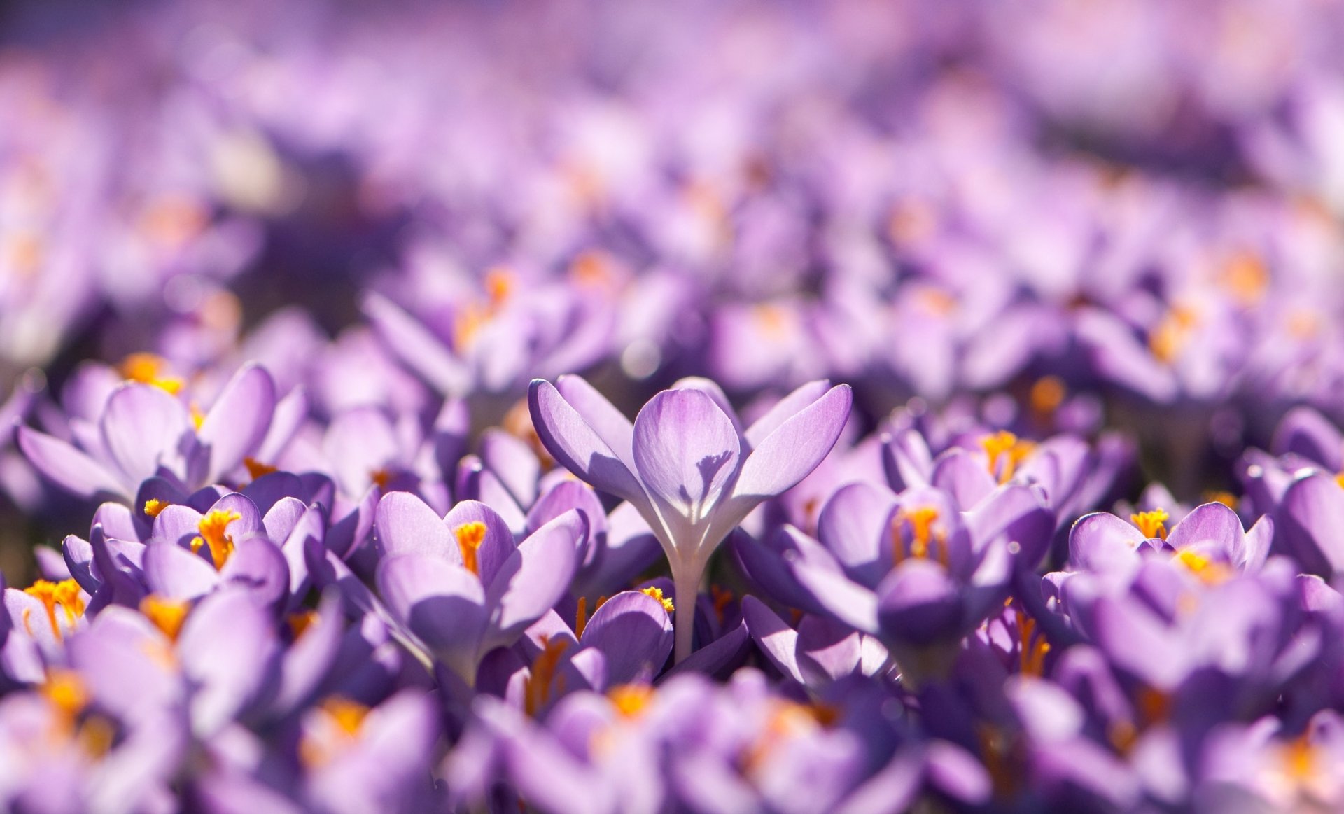 Download Purple Flower Nature Crocus HD Wallpaper