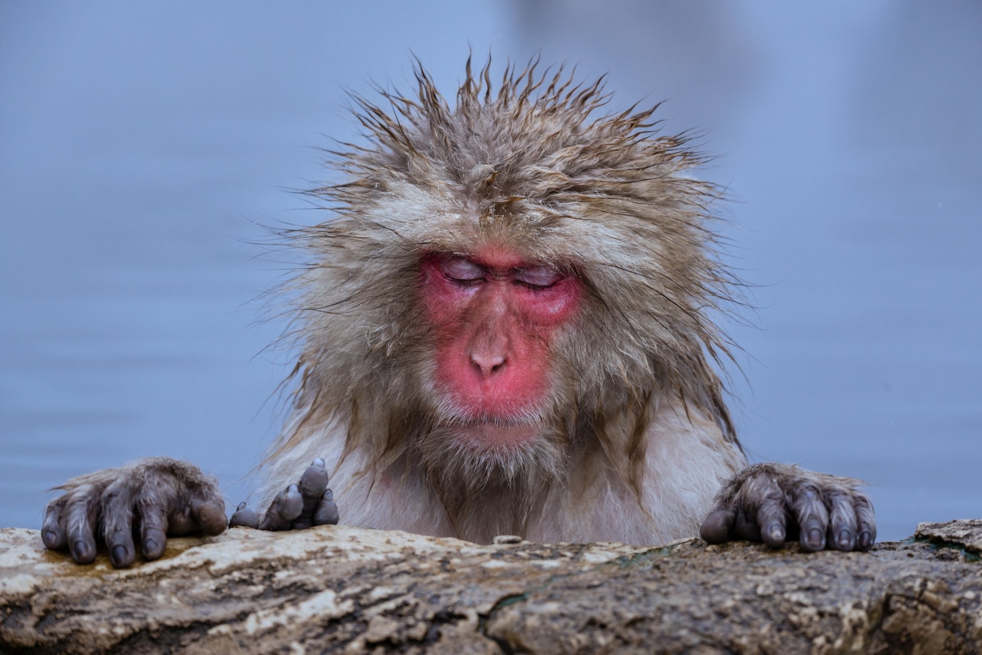 Download Animal Japanese Macaque Snow Monkey 4k Ultra HD Wallpaper