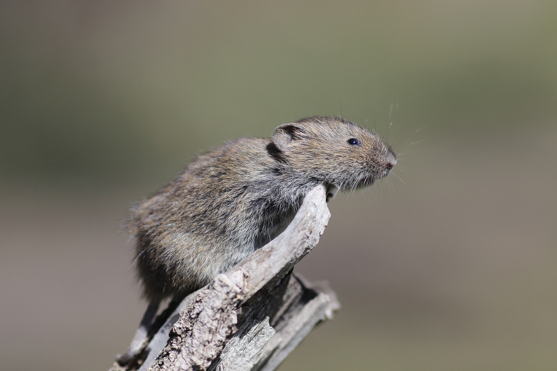 Animal Mouse HD Wallpaper