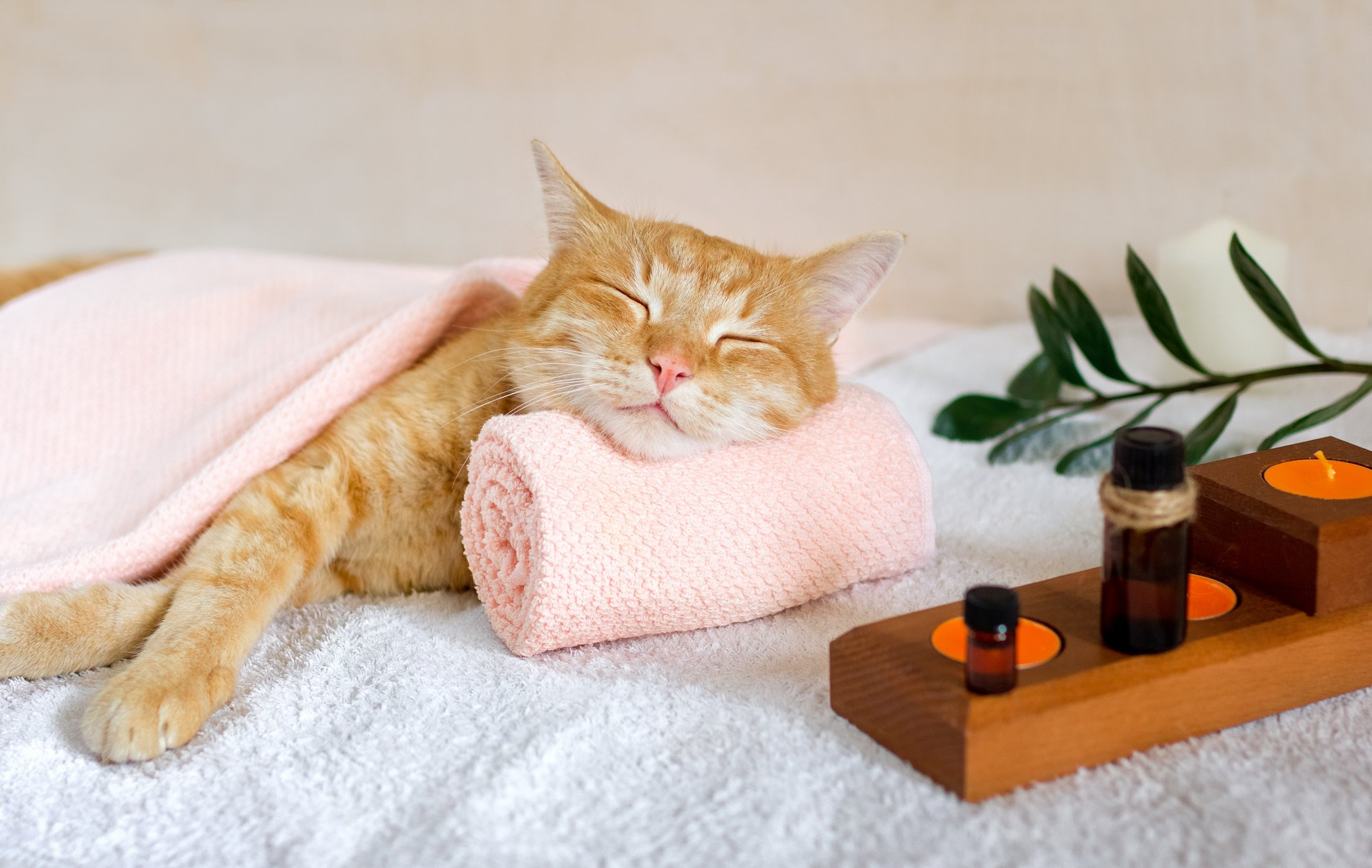 Download Animal Cat HD Wallpaper Download Animal Cat HD Wallpaper