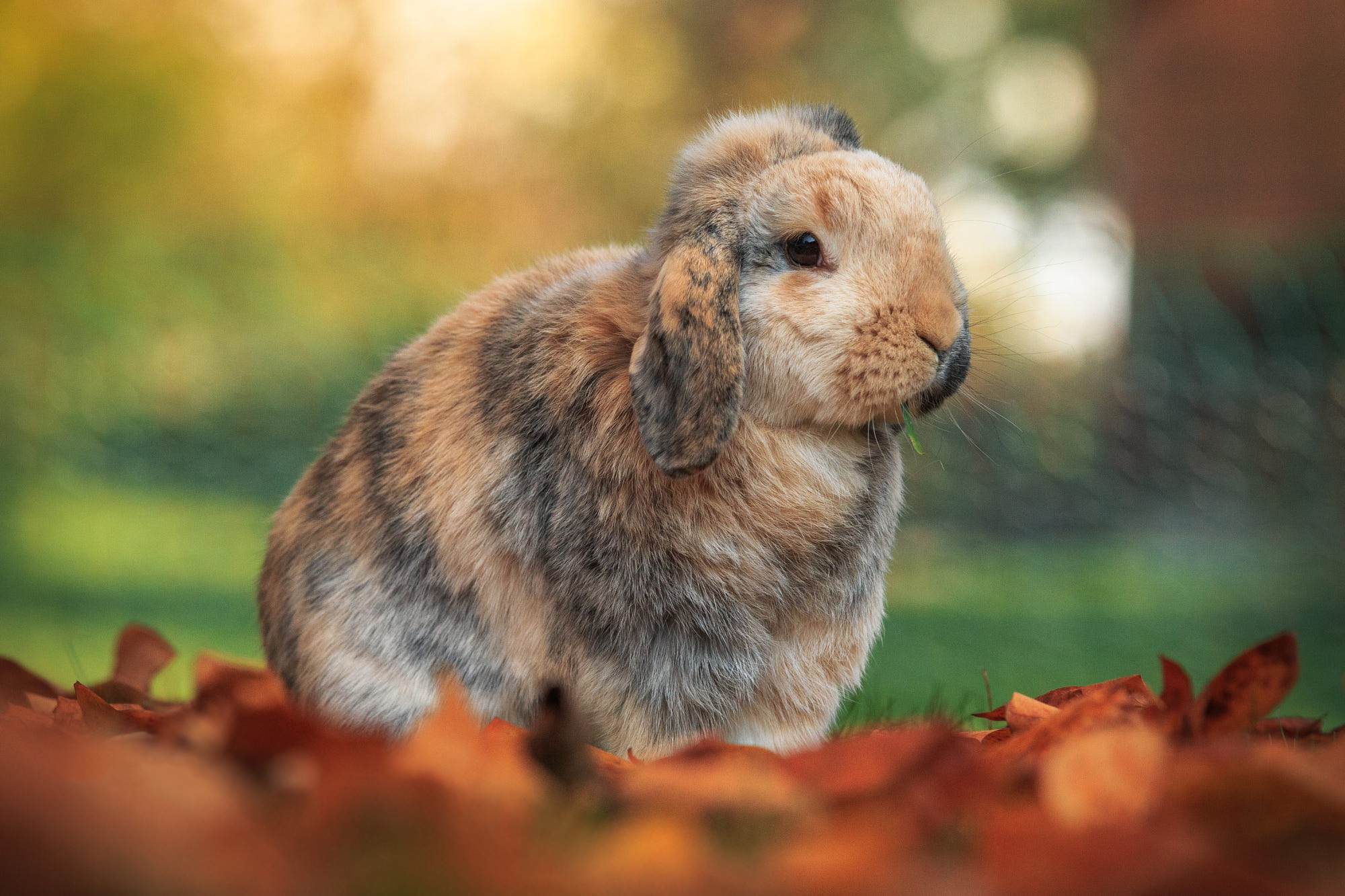 Download Animal Rabbit HD Wallpaper