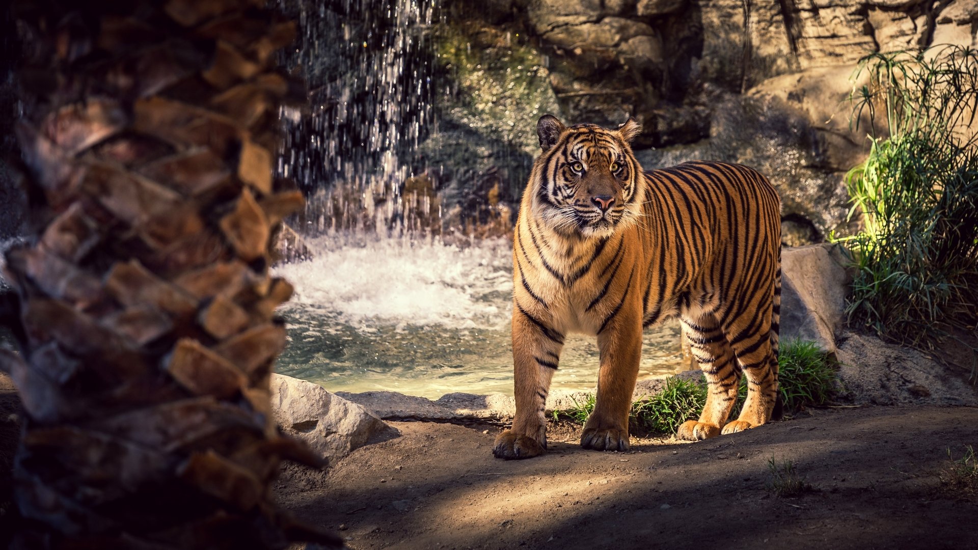 Download Animal Tiger 4k Ultra HD Wallpaper | 3840x2160 | Wallpaper Abyss