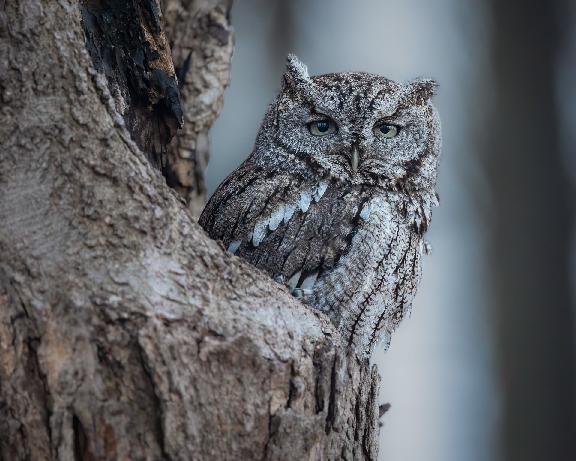 Download Animal Owl 4k Ultra HD Wallpaper | 4096x3277 | Wallpaper Abyss